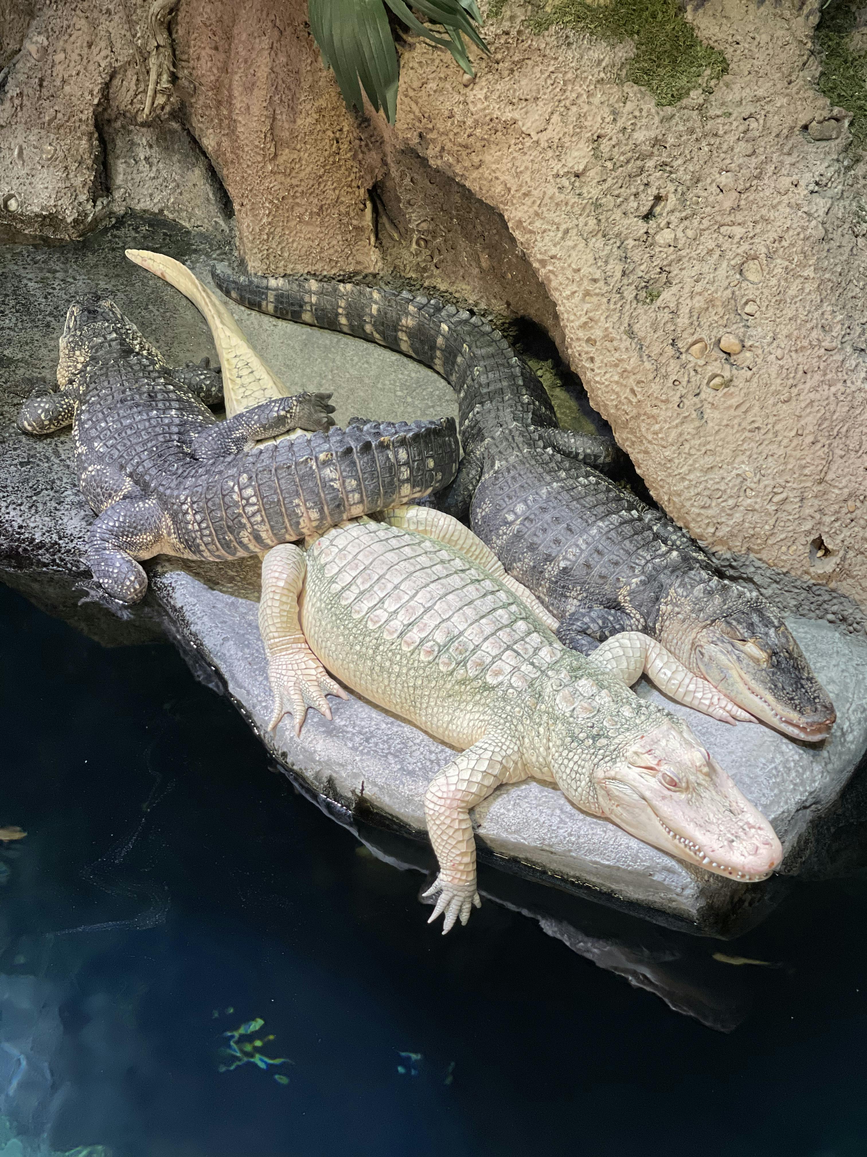 Atlanta Zoo + Aquarium Pass | Tiqets