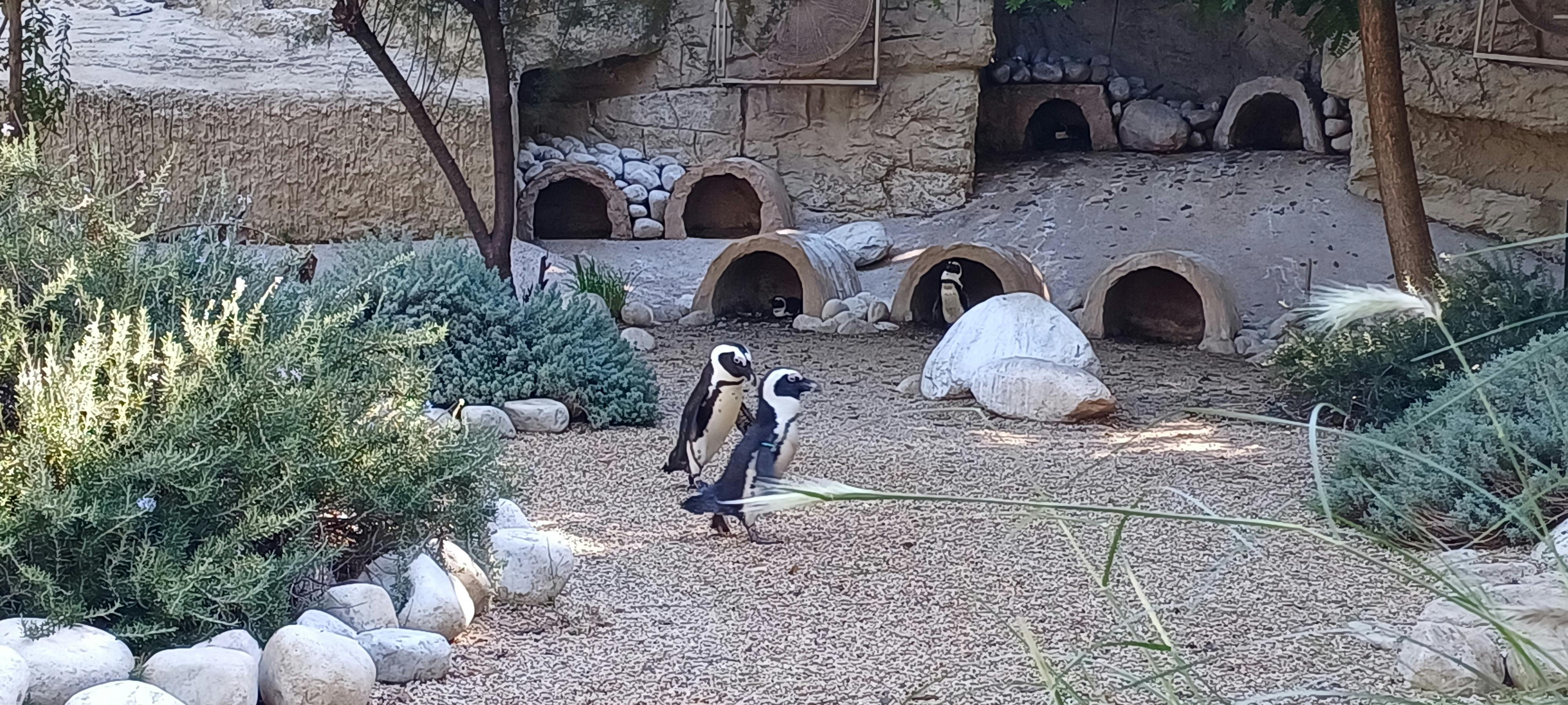 Tickets for Bioparco: The Zoo of Rome | Tiqets