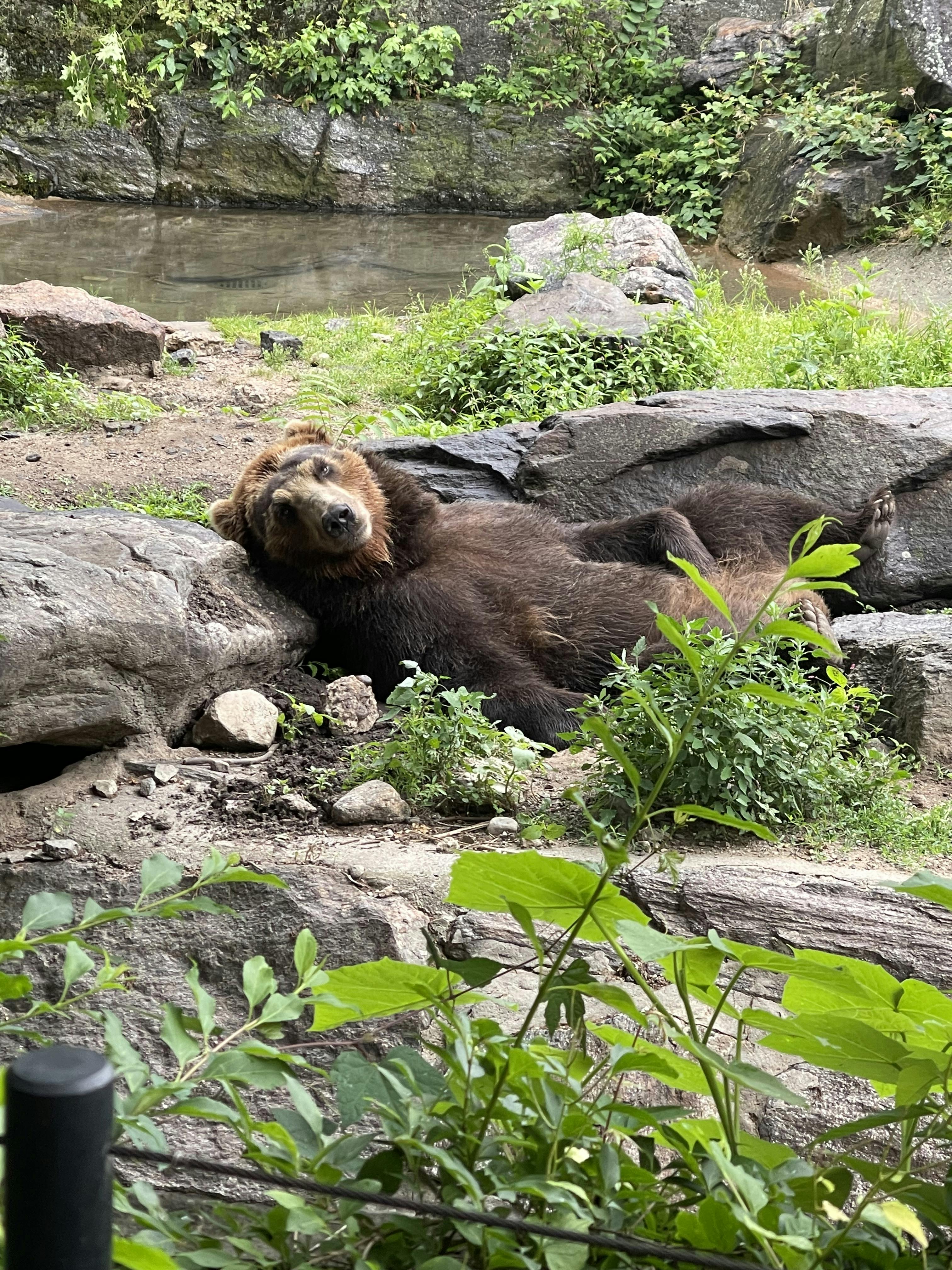 Bronx Zoo Tickets - New York | Tiqets.com