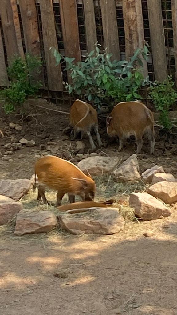 Get tickets: Zoom Torino Animal Kingdom | Tiqets