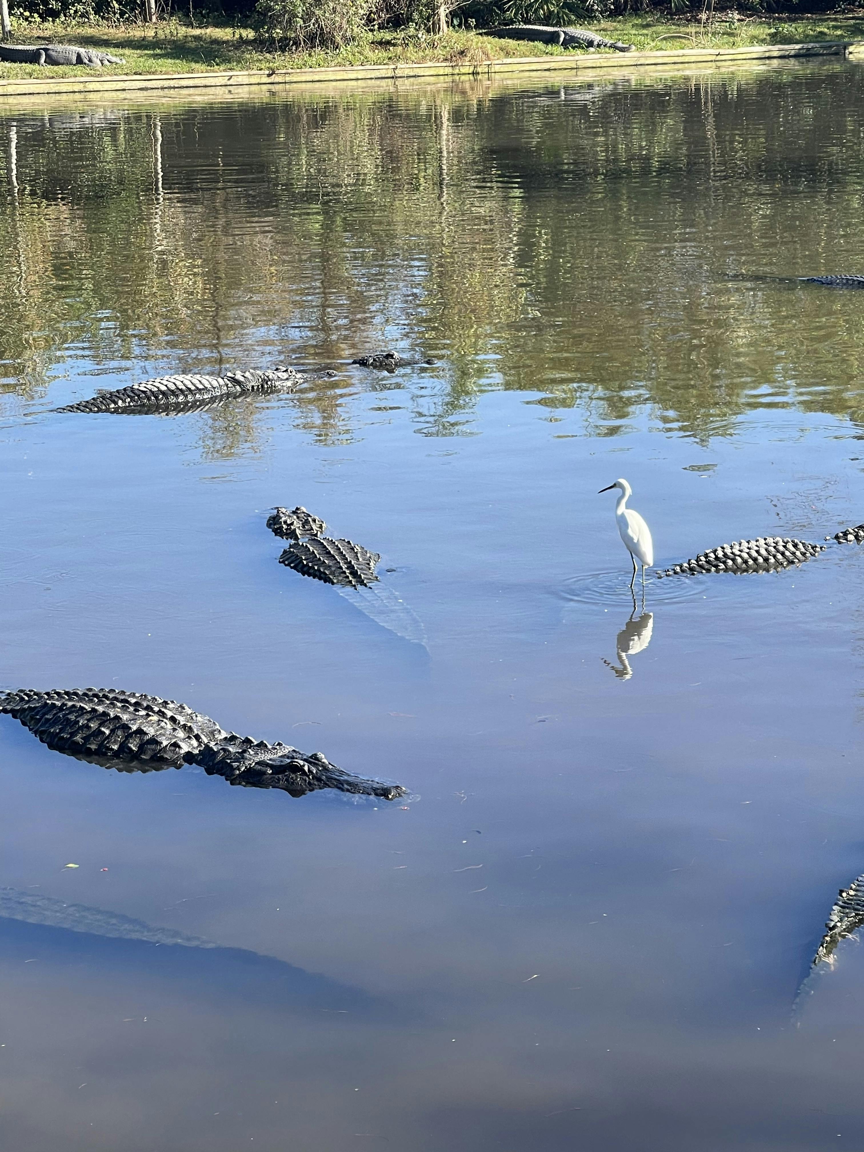 Gatorland Orlando General Admission: Fast Track Ticket