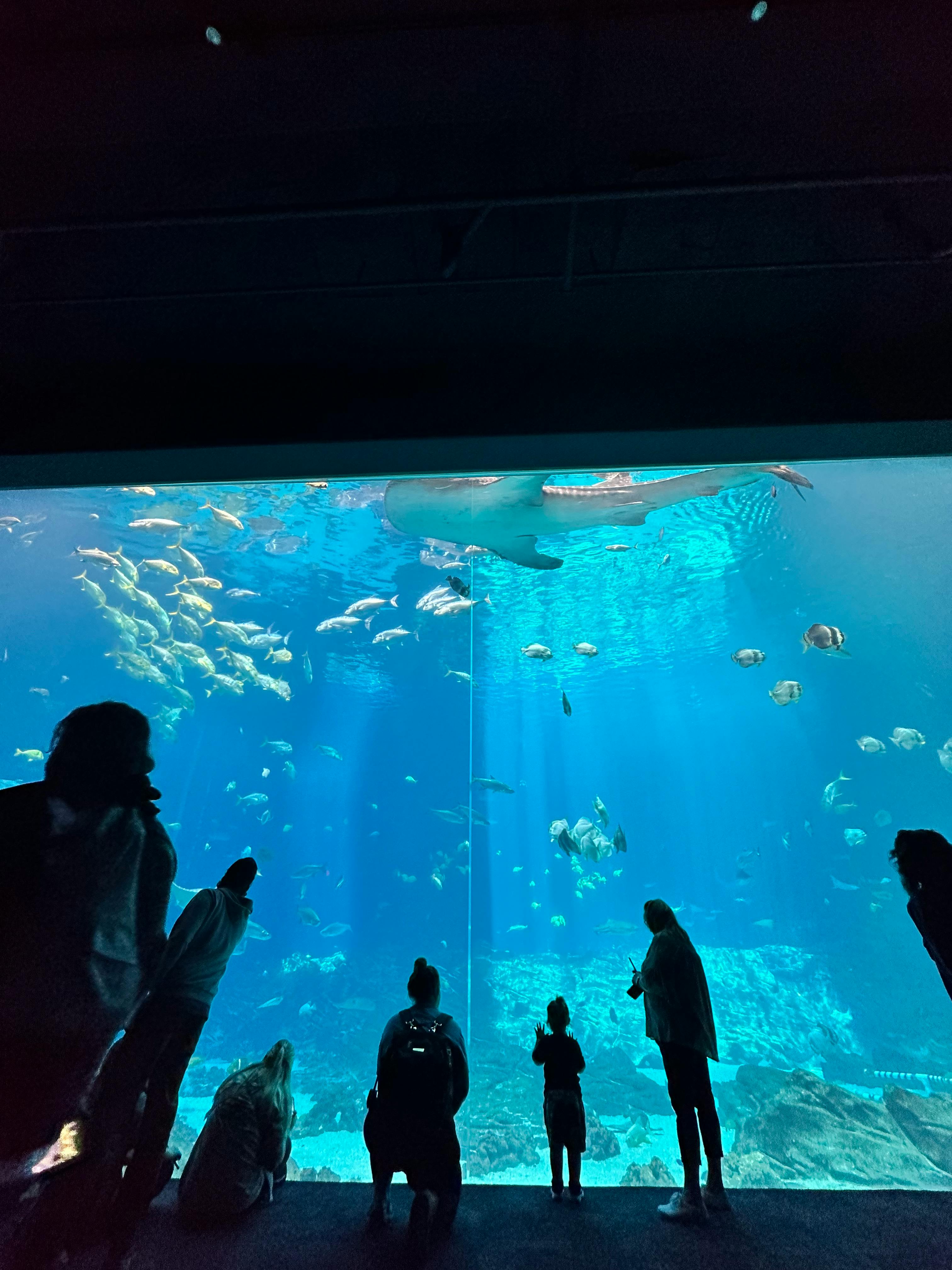 Entradas para Acuario de Georgia - Altanta | Tiqets.com