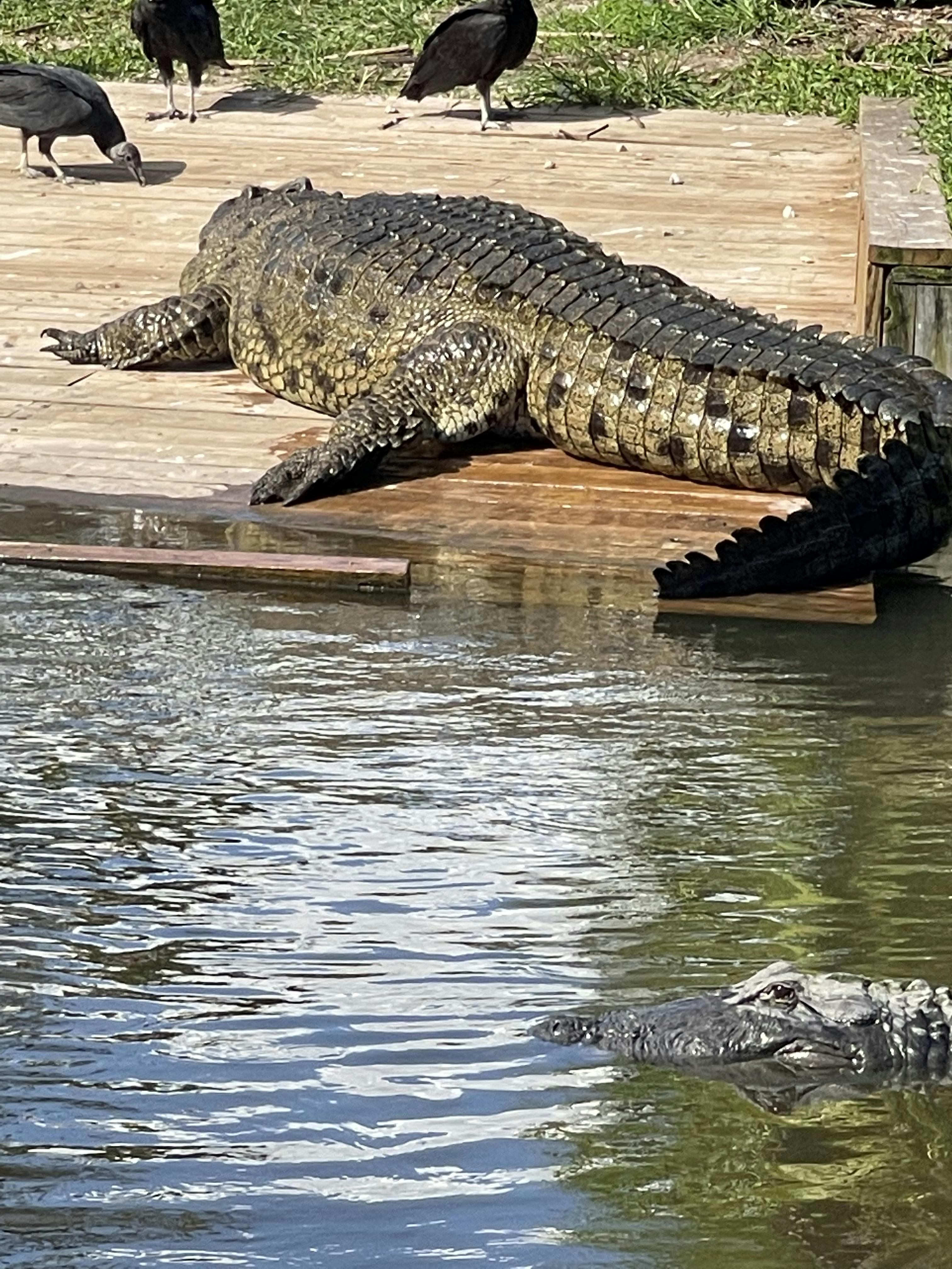 Gatorland Orlando General Admission: Fast Track Ticket