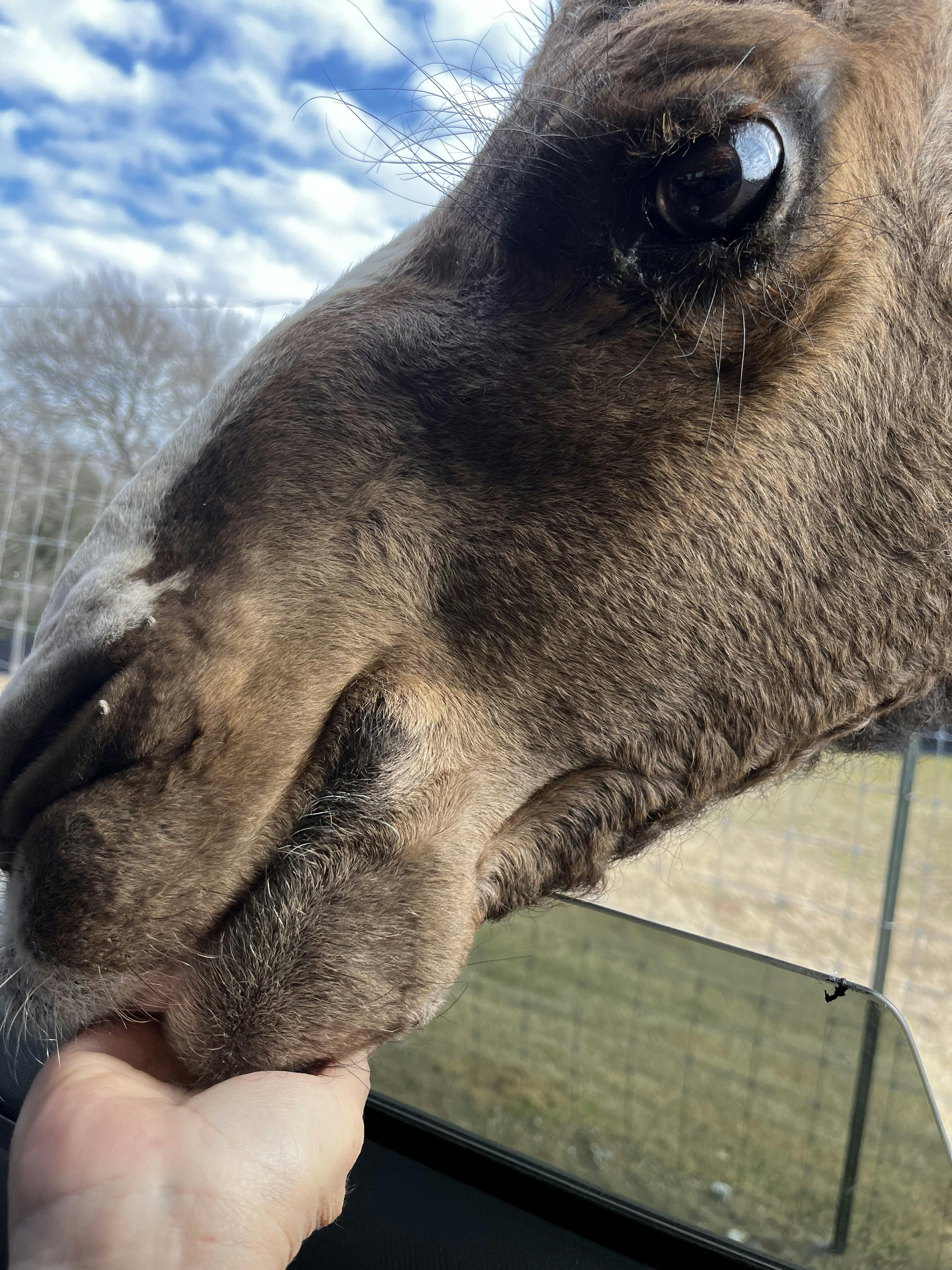 Franklin Drive Thru Safari | Book Tickets, Tours & More