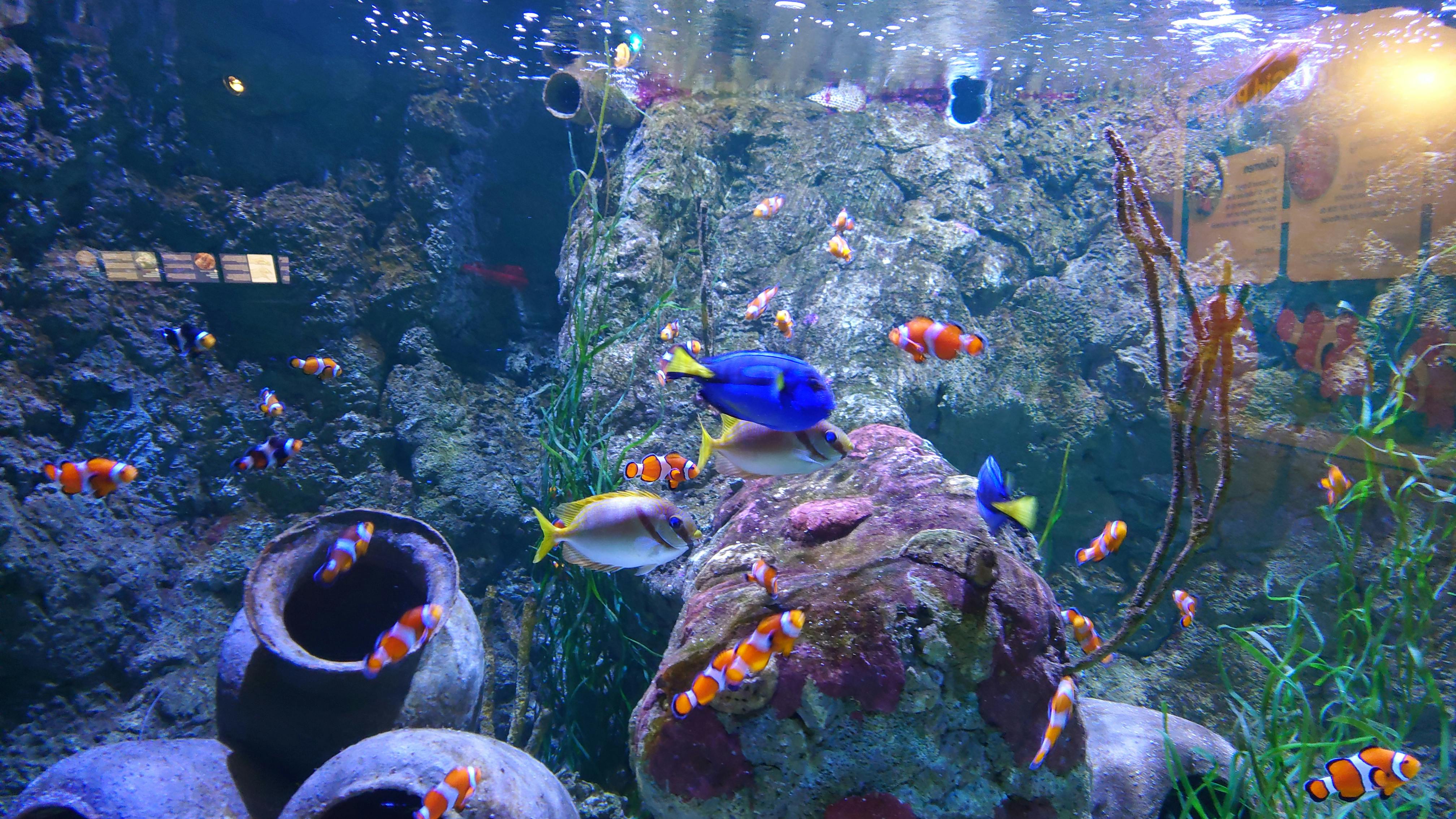 Tickets voor SEA LIFE Scheveningen | Scheveningen