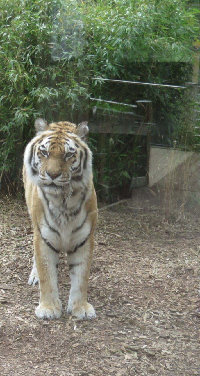 Colchester Zoo Tickets | Colchester