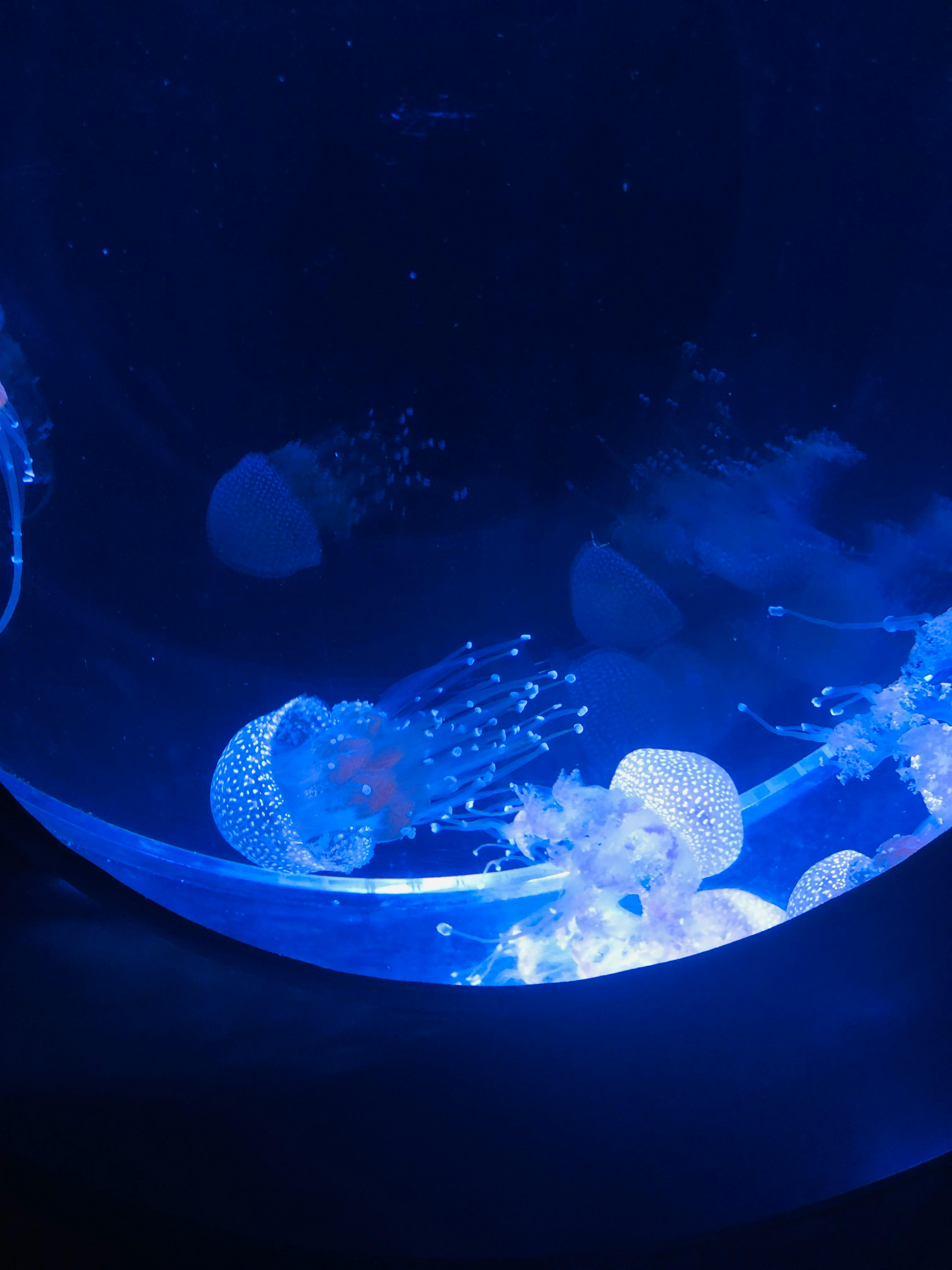 SEA LIFE Melbourne | Tiqets