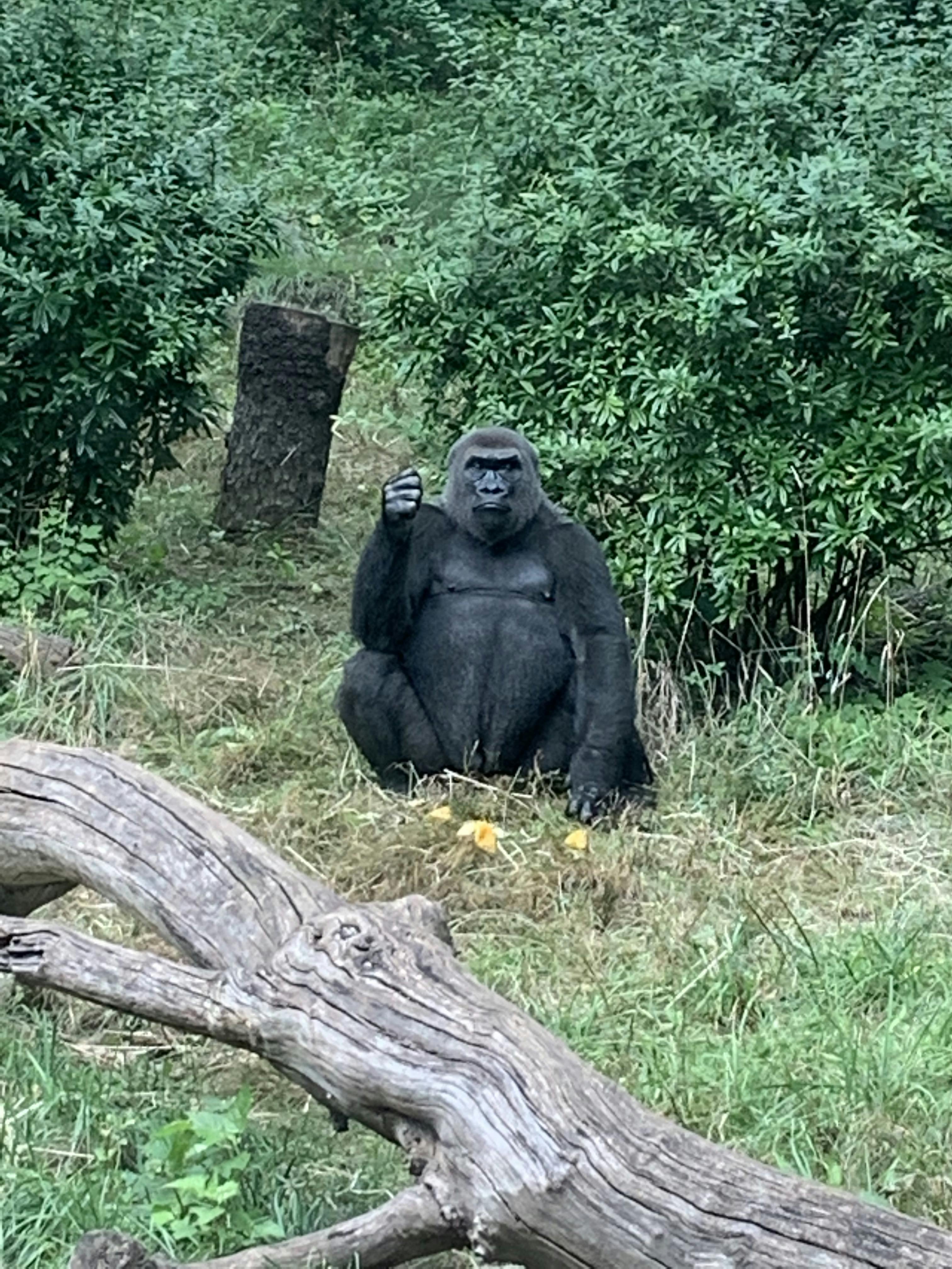 Tickets For Bronx Zoo, New York City | Tiqets