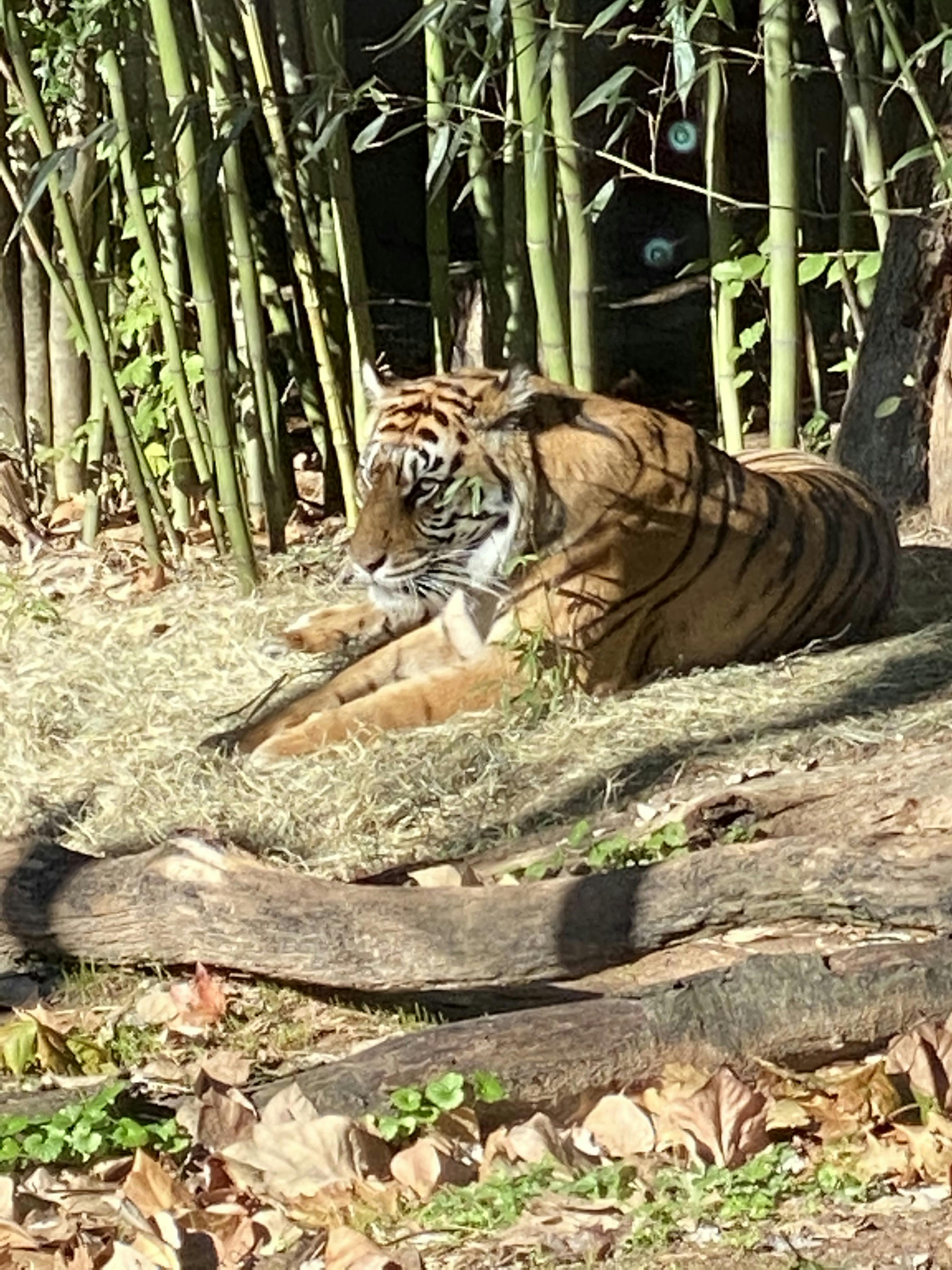 Zoo Atlanta | Tiqets