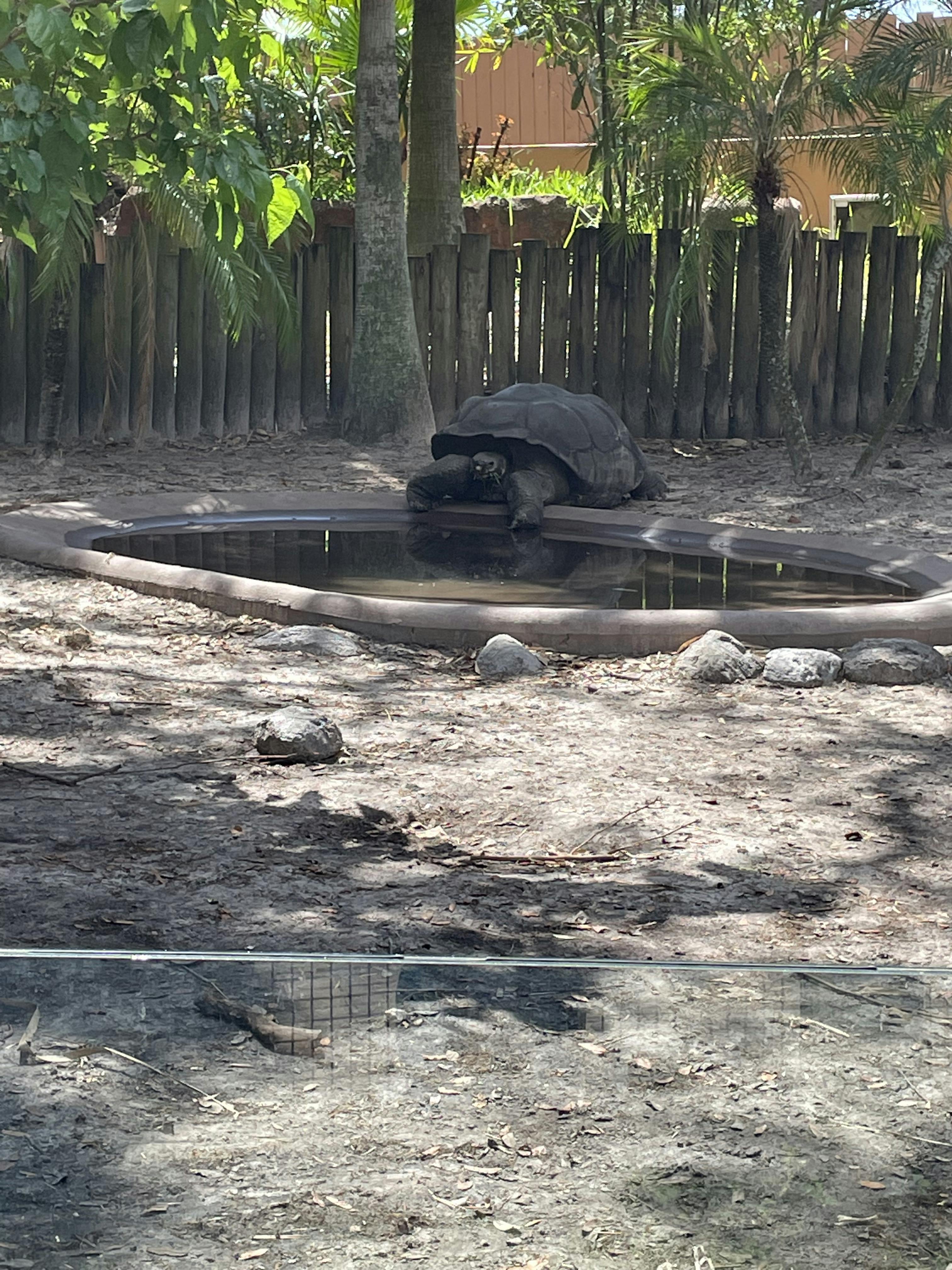 Tampa ZooQuarium: ZooTampa & Florida Aquarium | Tiqets