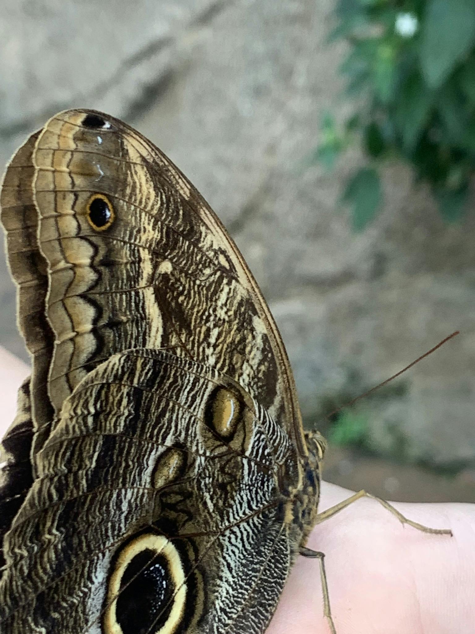 Victoria Butterfly Gardens Tickets - Victoria | Tiqets.com