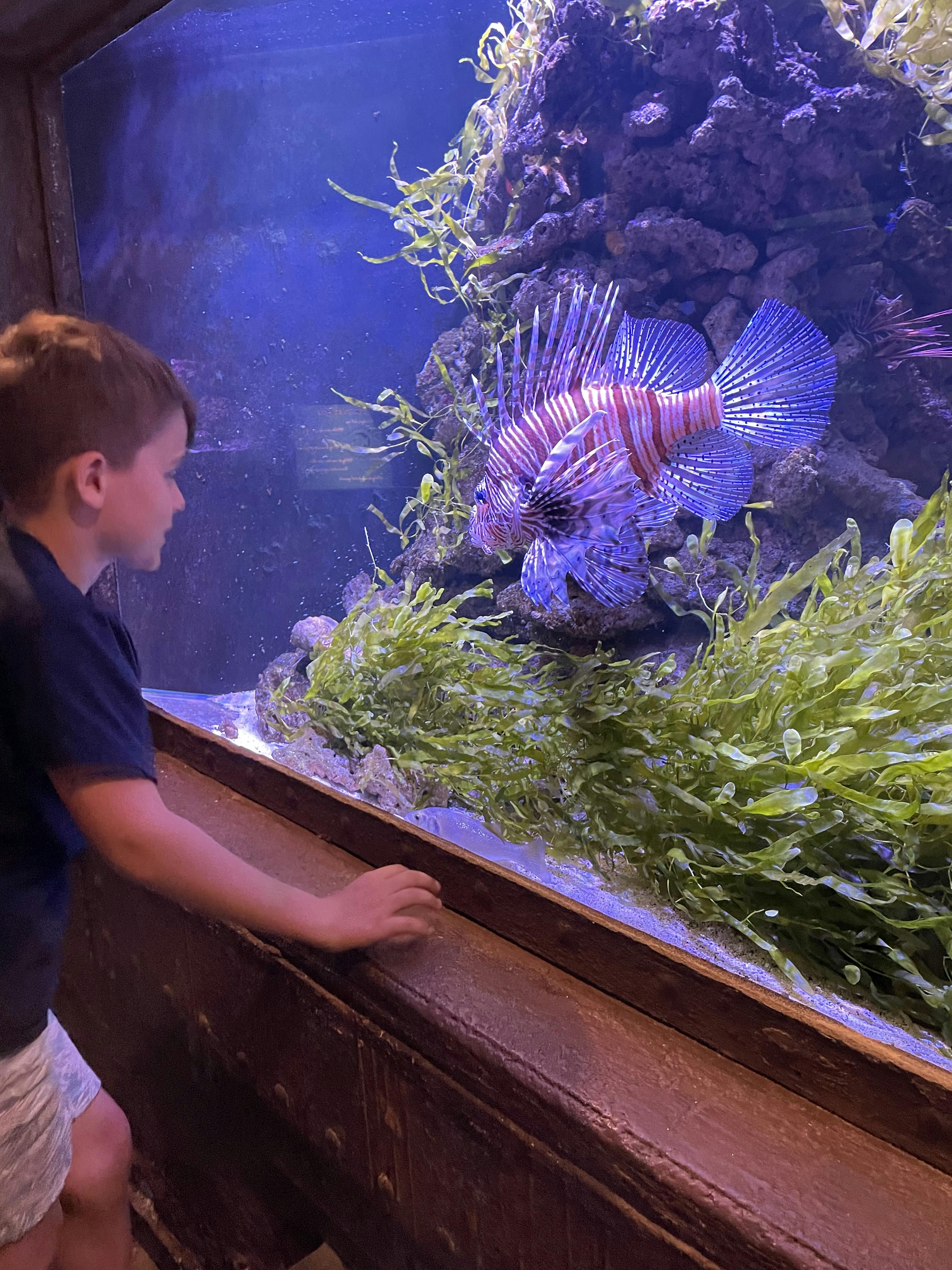 Amnéville Aquarium Tickets - Amnéville | Tiqets.com