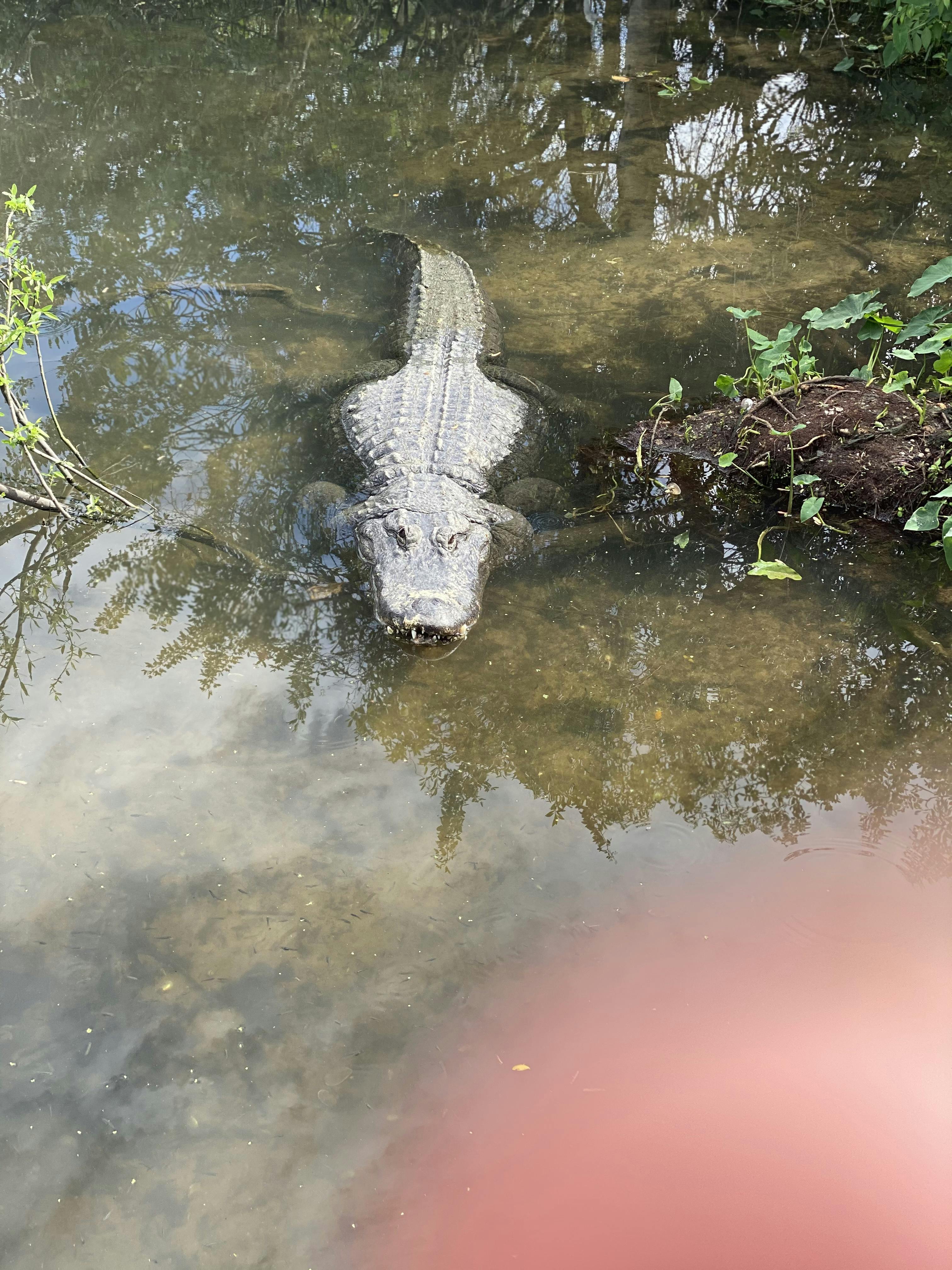 Gatorland General Admission: Fast Track Ticket | Tiqets