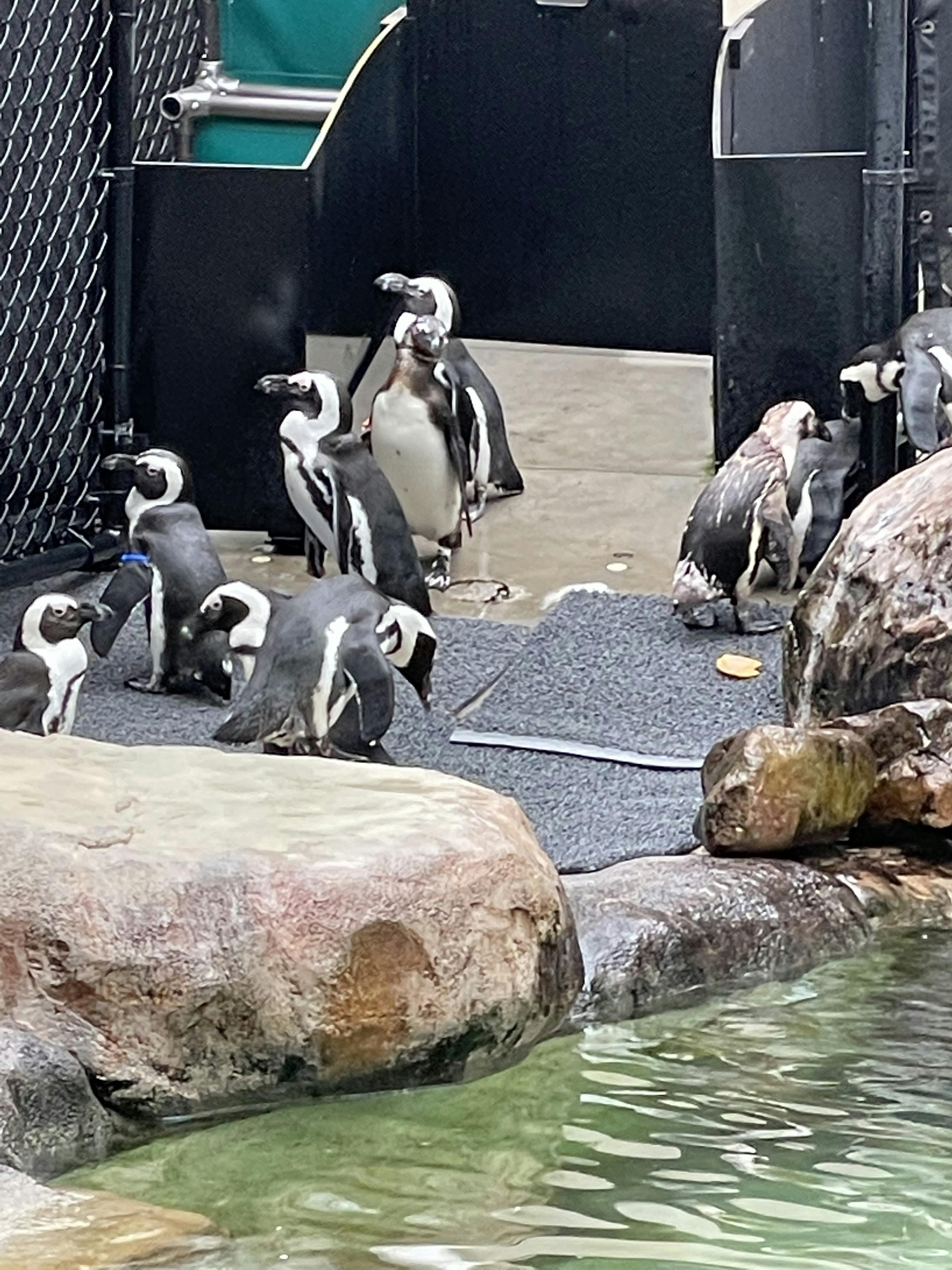 Tampa ZooQuarium: ZooTampa & Florida Aquarium | Tiqets