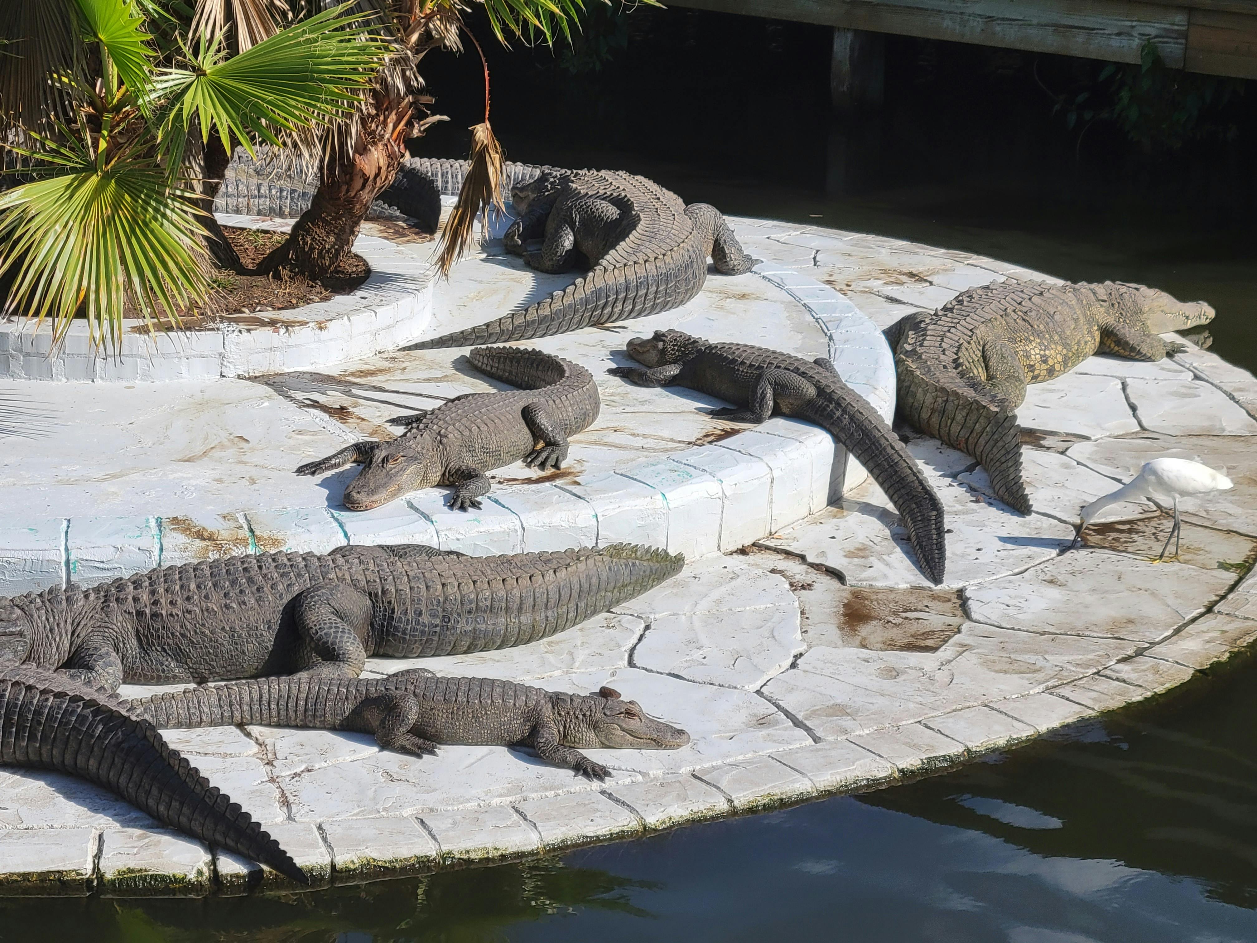 Gatorland Orlando Tickets - Orlando | Tiqets.com