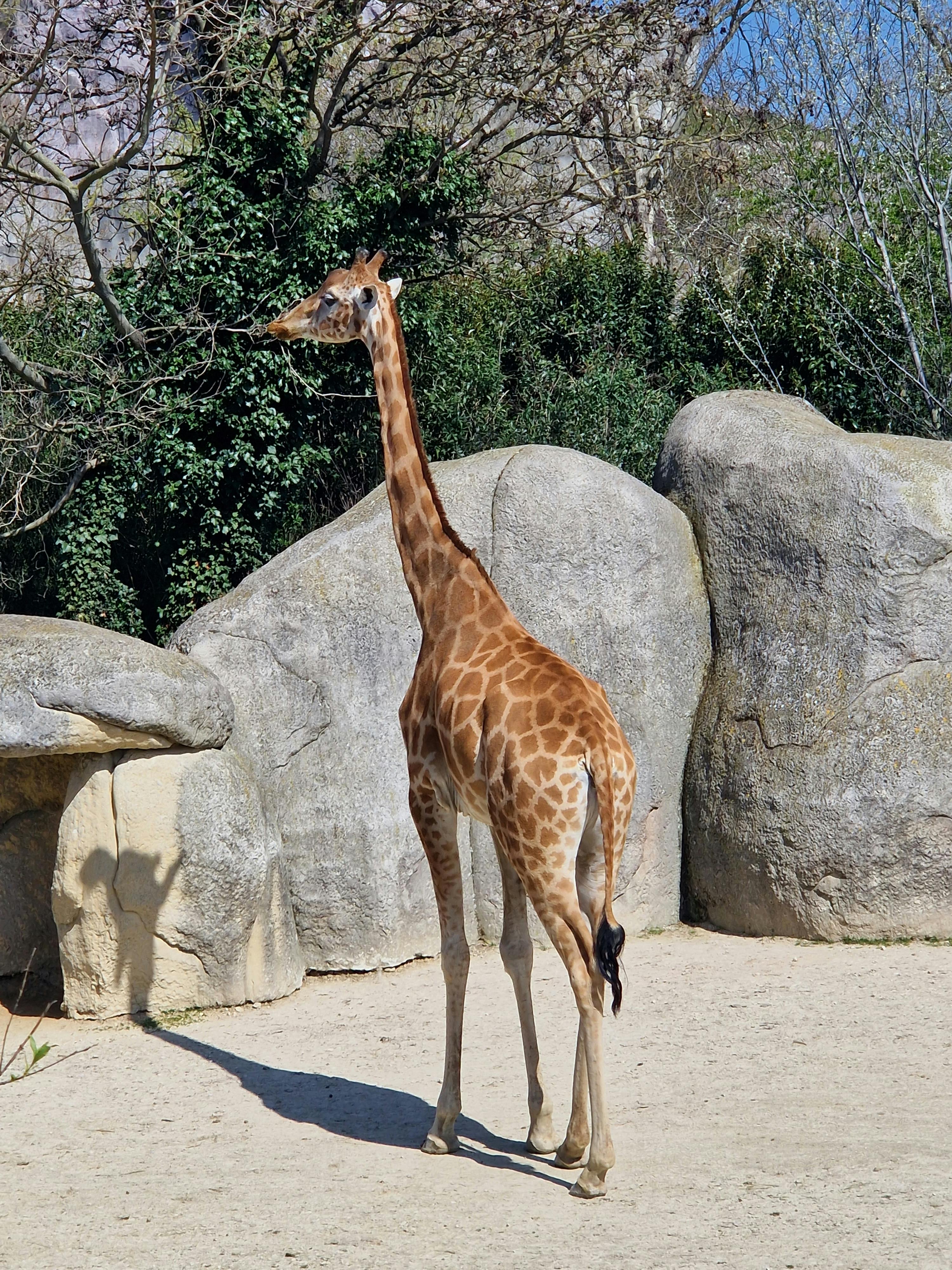 Paris Zoological Park (Parc Zoologique de Paris) Tickets - Paris ...