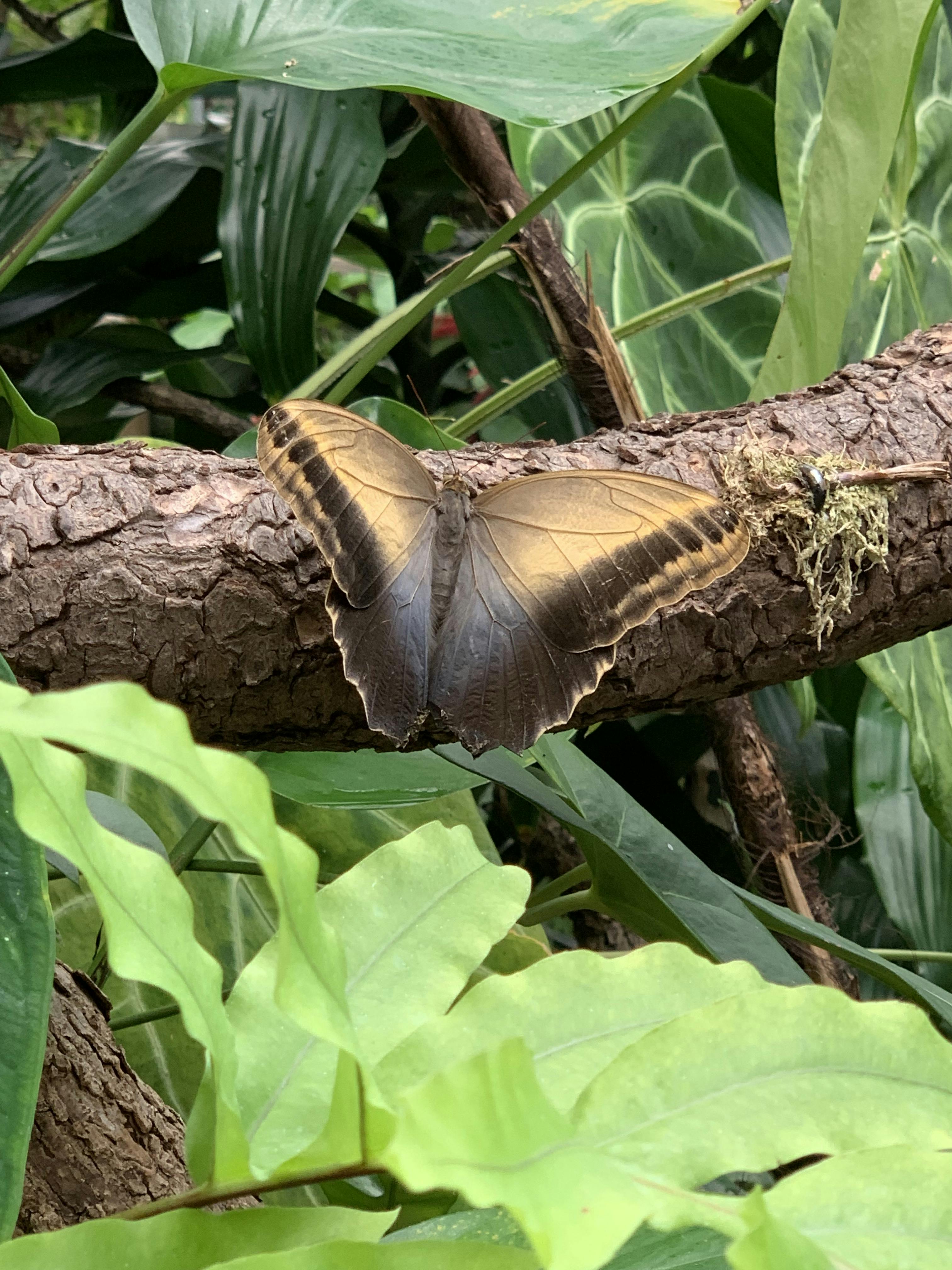 Victoria Butterfly Gardens Tickets - Victoria | Tiqets.com