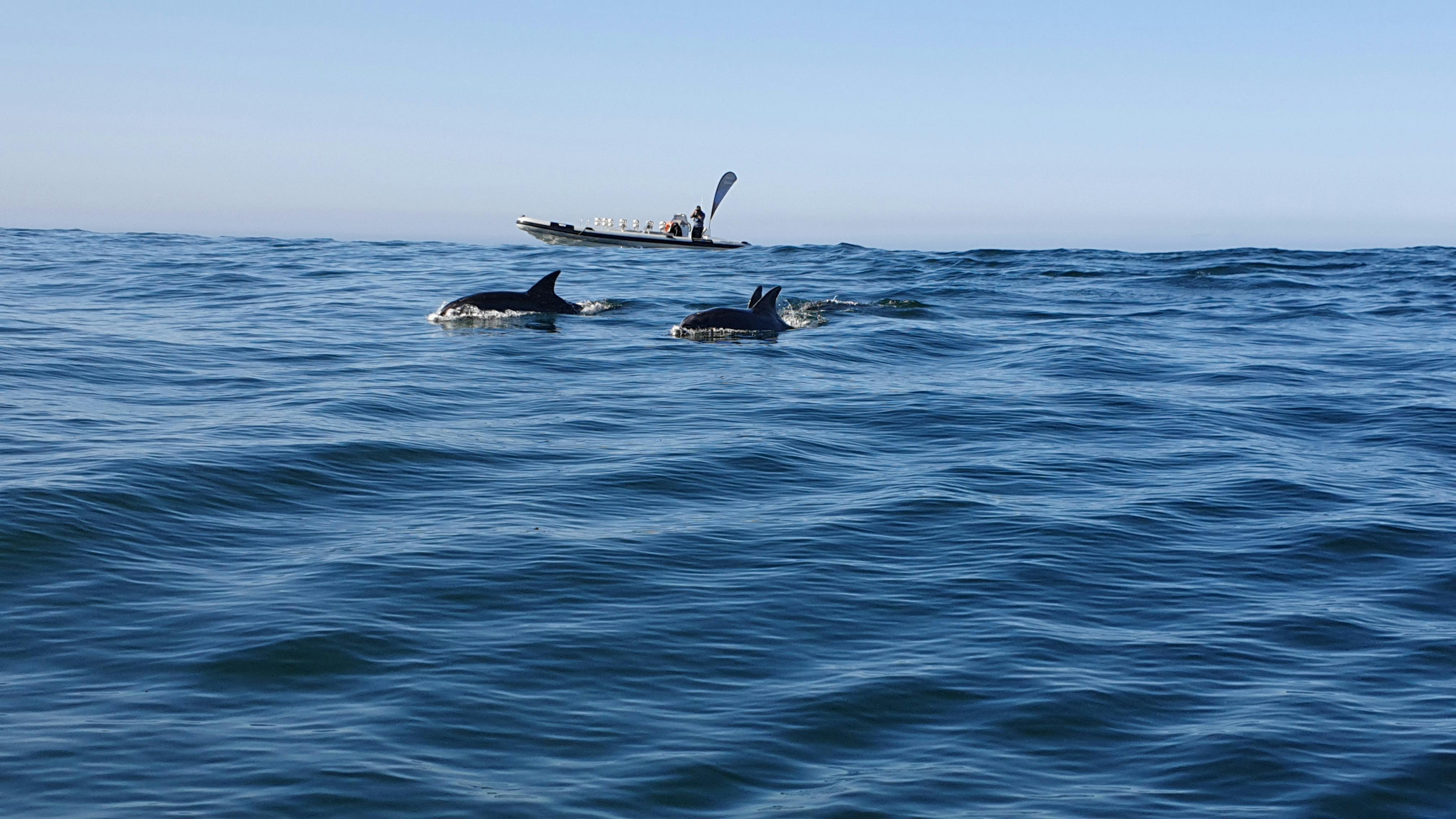 Book your Lisbon dolphin watching online