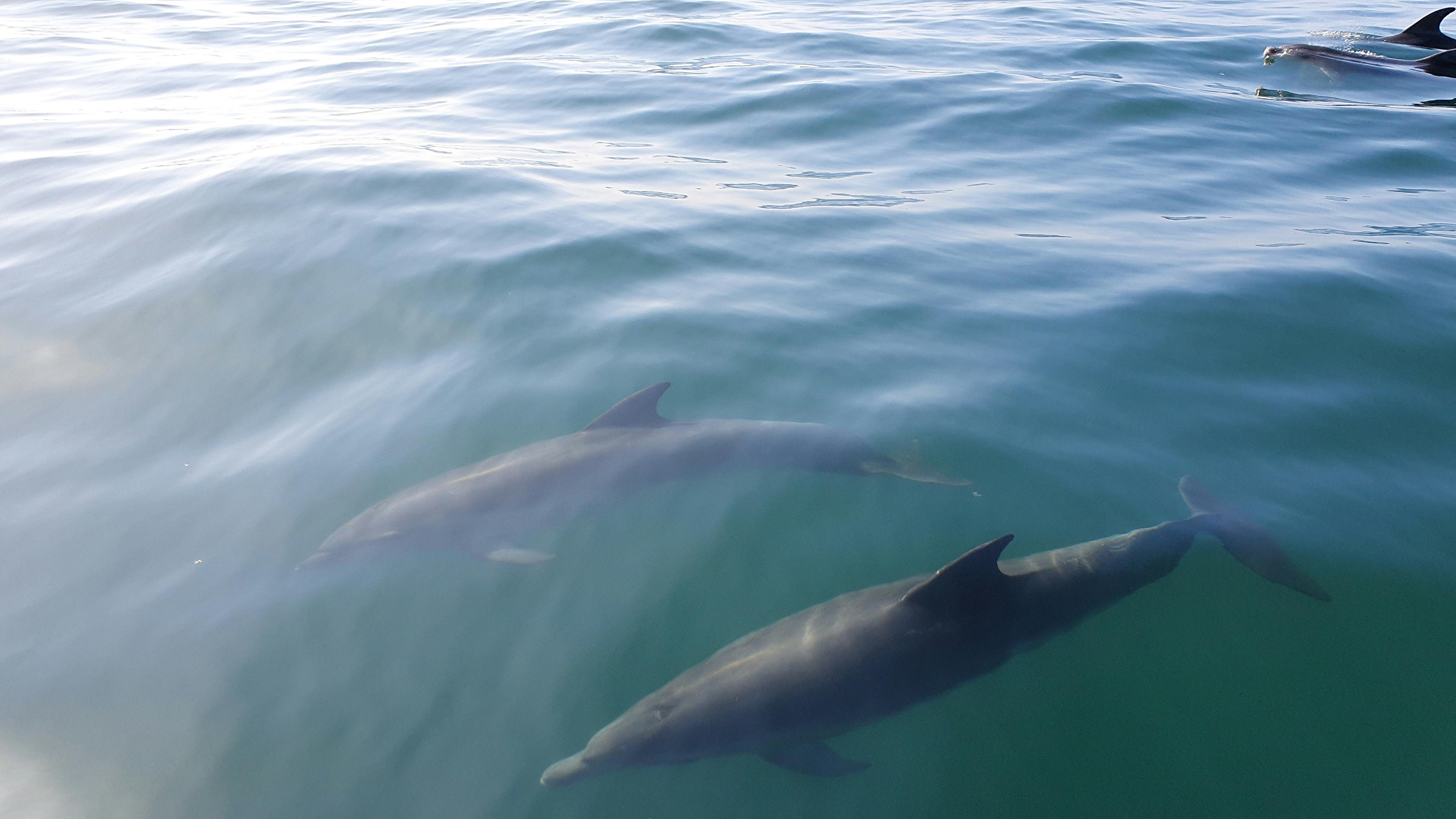 Book your Lisbon dolphin watching online