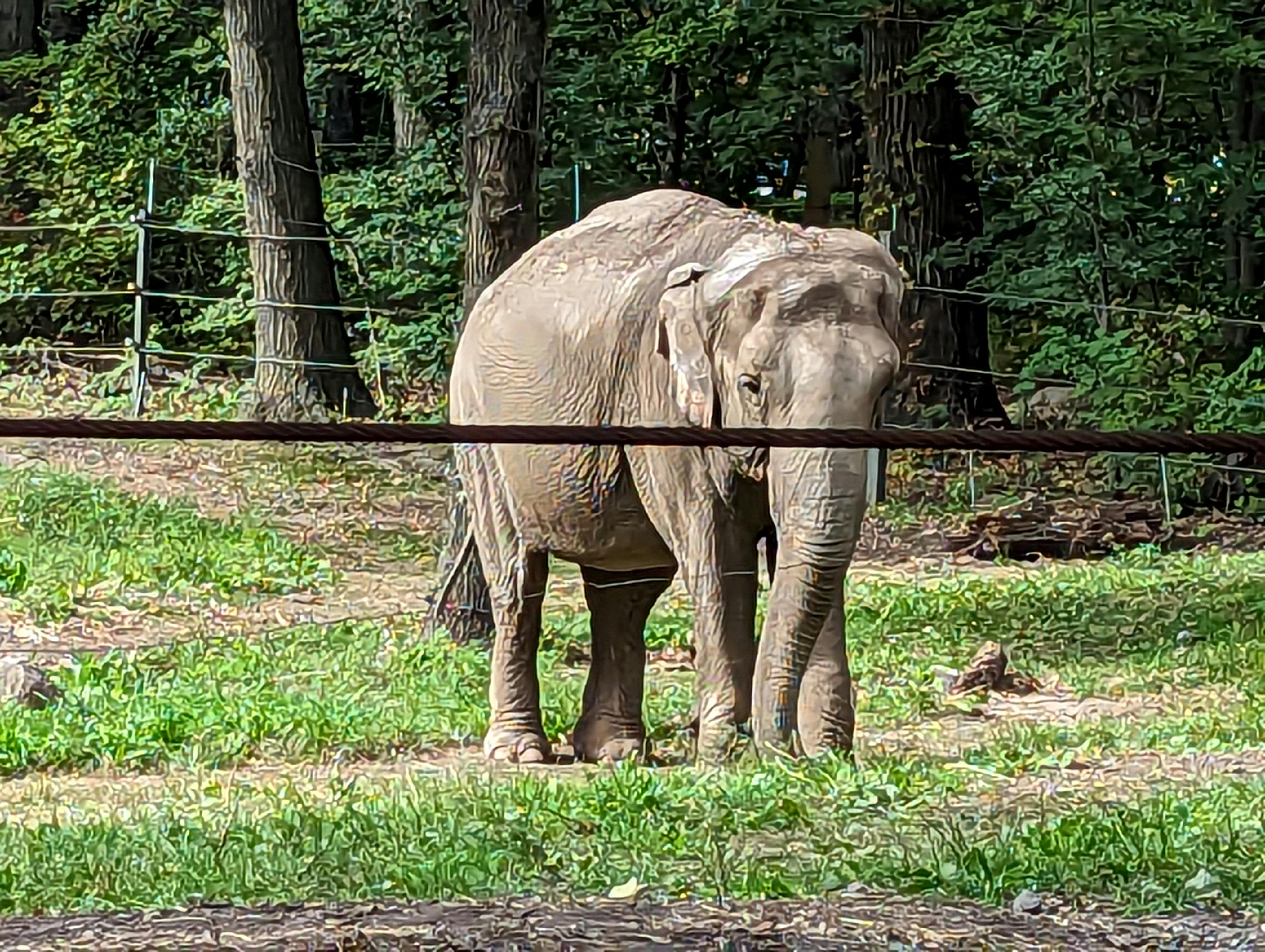 Bronx Zoo tickets | New York