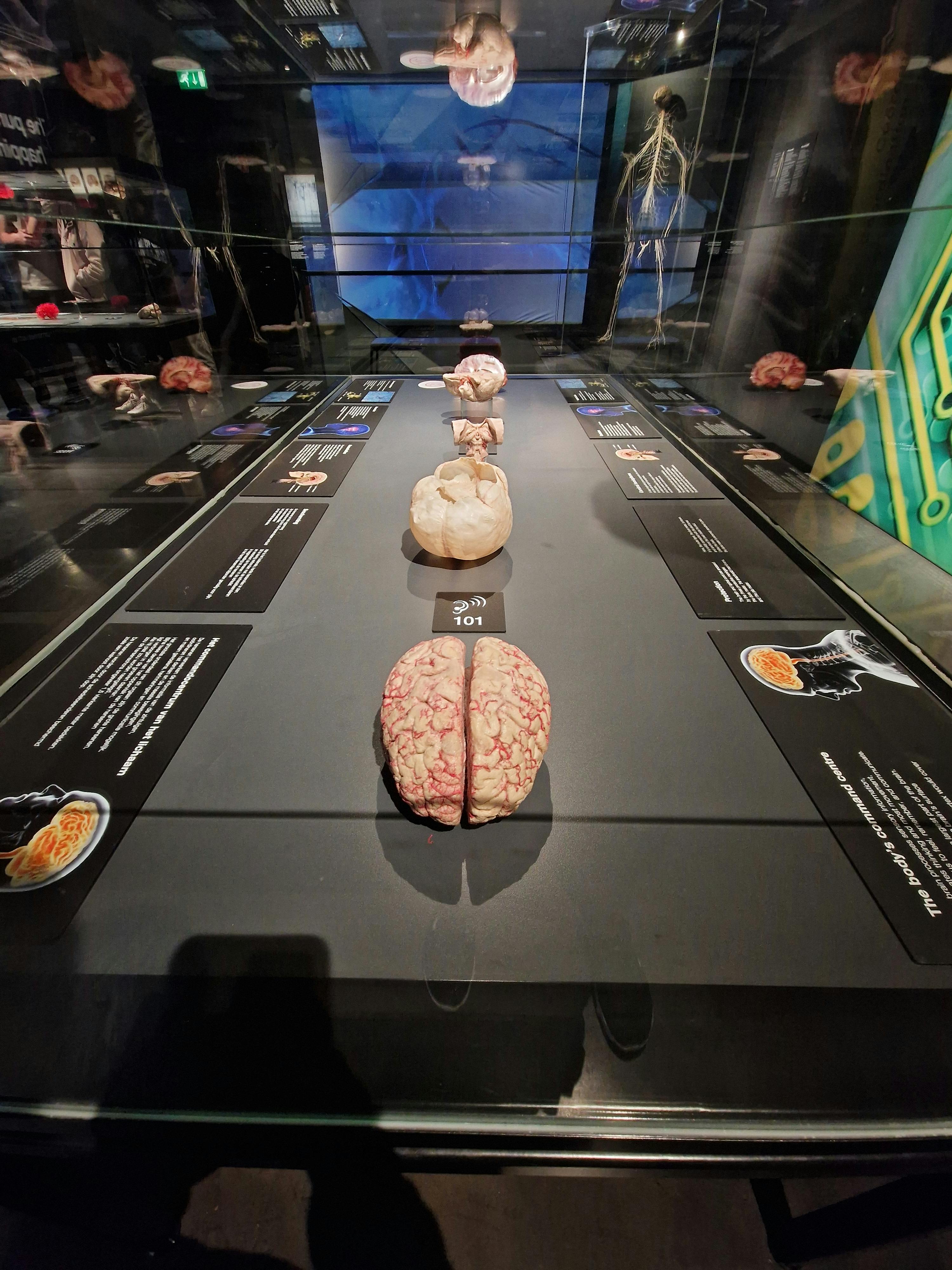 BODY WORLDS: The Happiness Project, Amsterdam | Tiqets