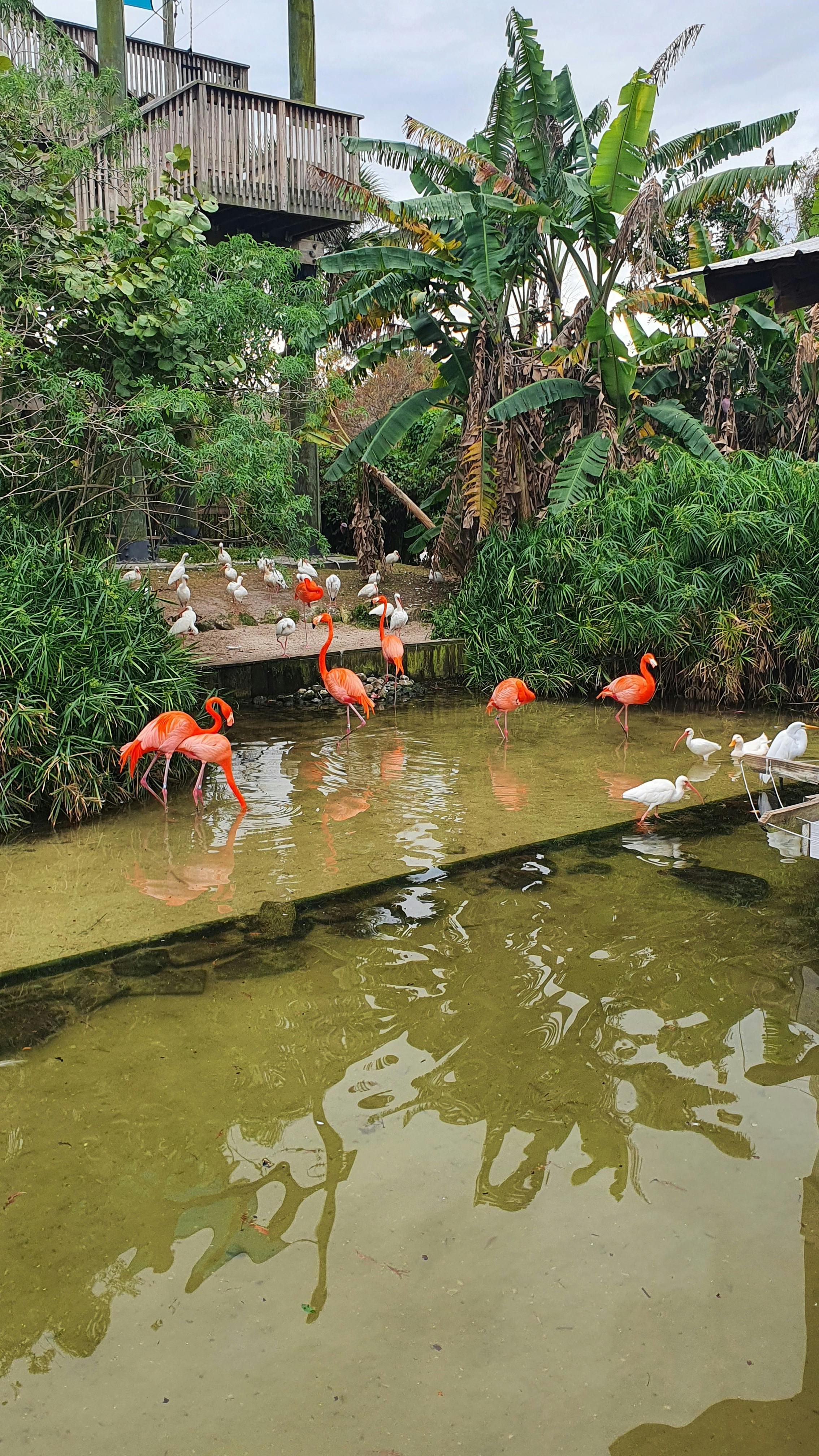 Tickets Gatorland Orlando - Orlando | Tiqets.com