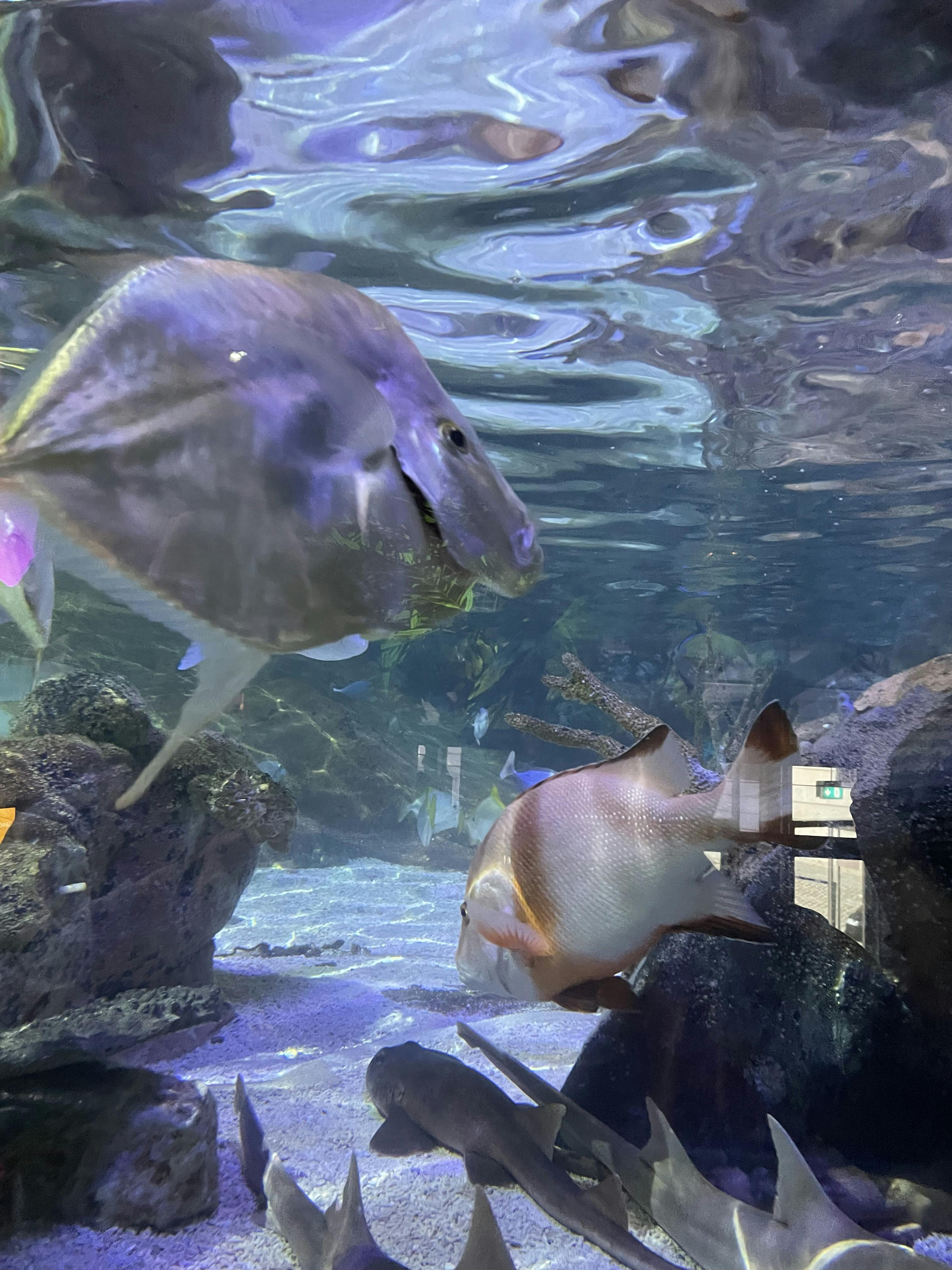 Get tickets for SEA LIFE Birmingham | Tiqets