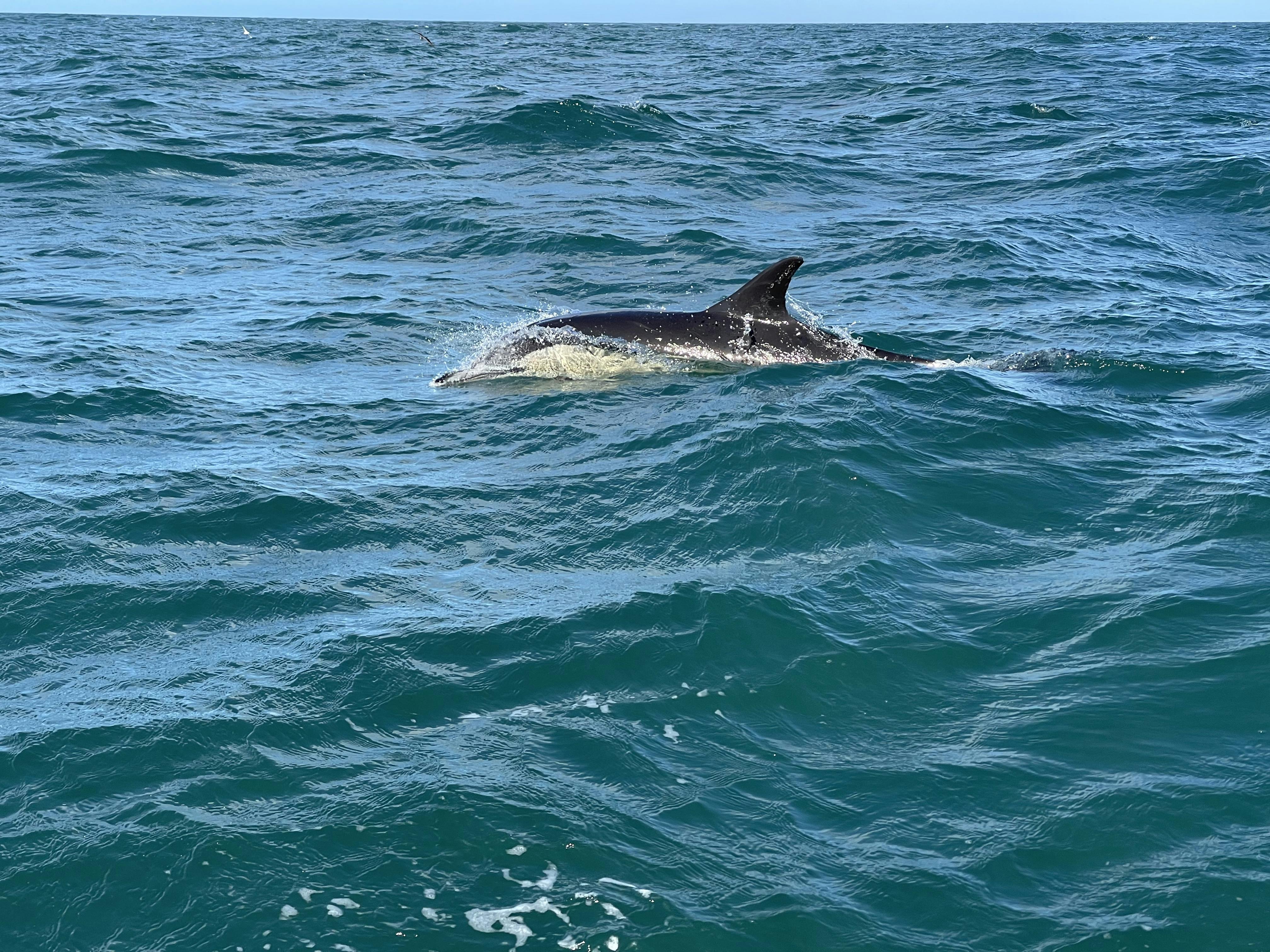Book your Lisbon dolphin watching online