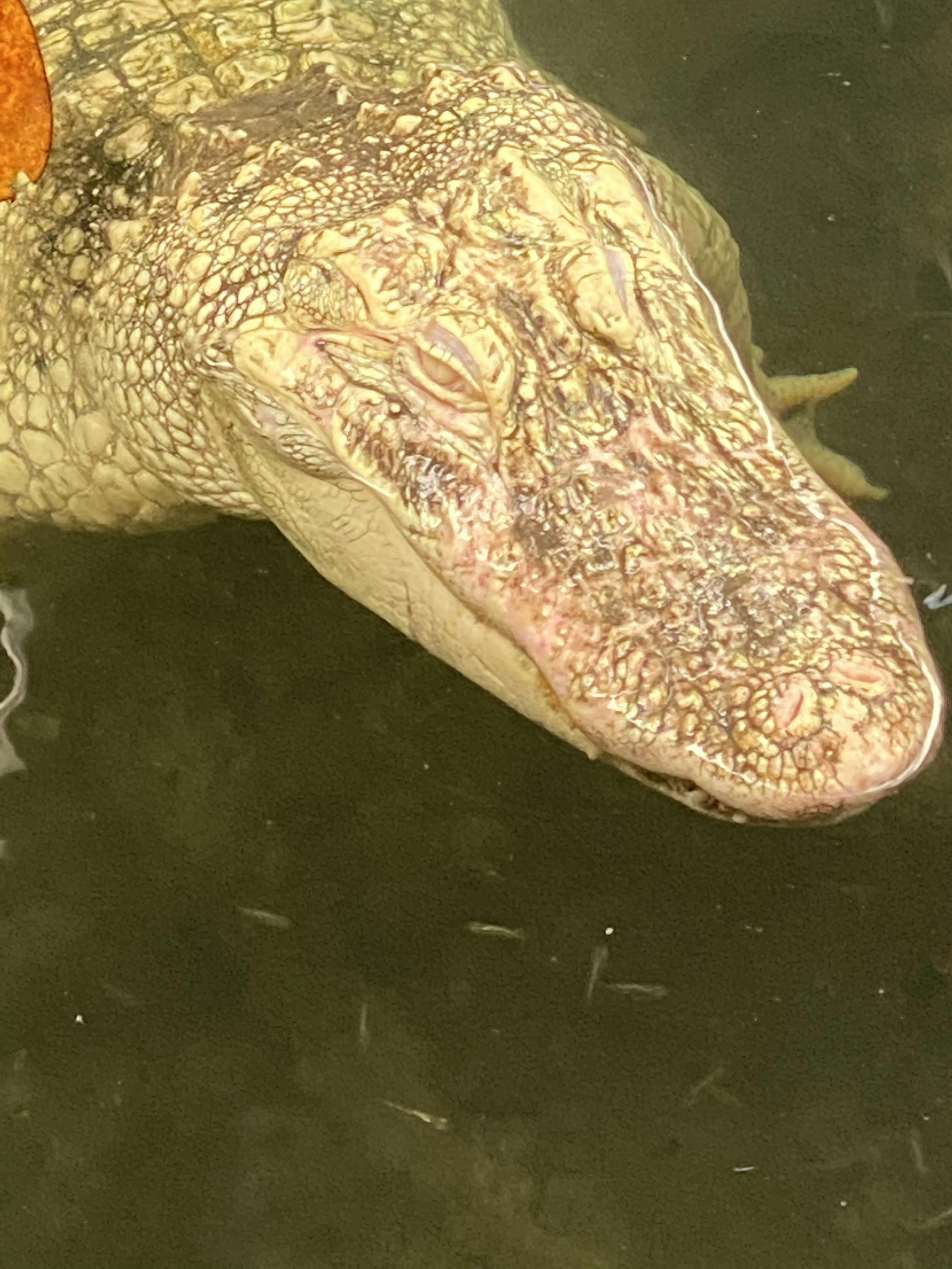 Gatorland General Admission: Fast Track Ticket | Tiqets