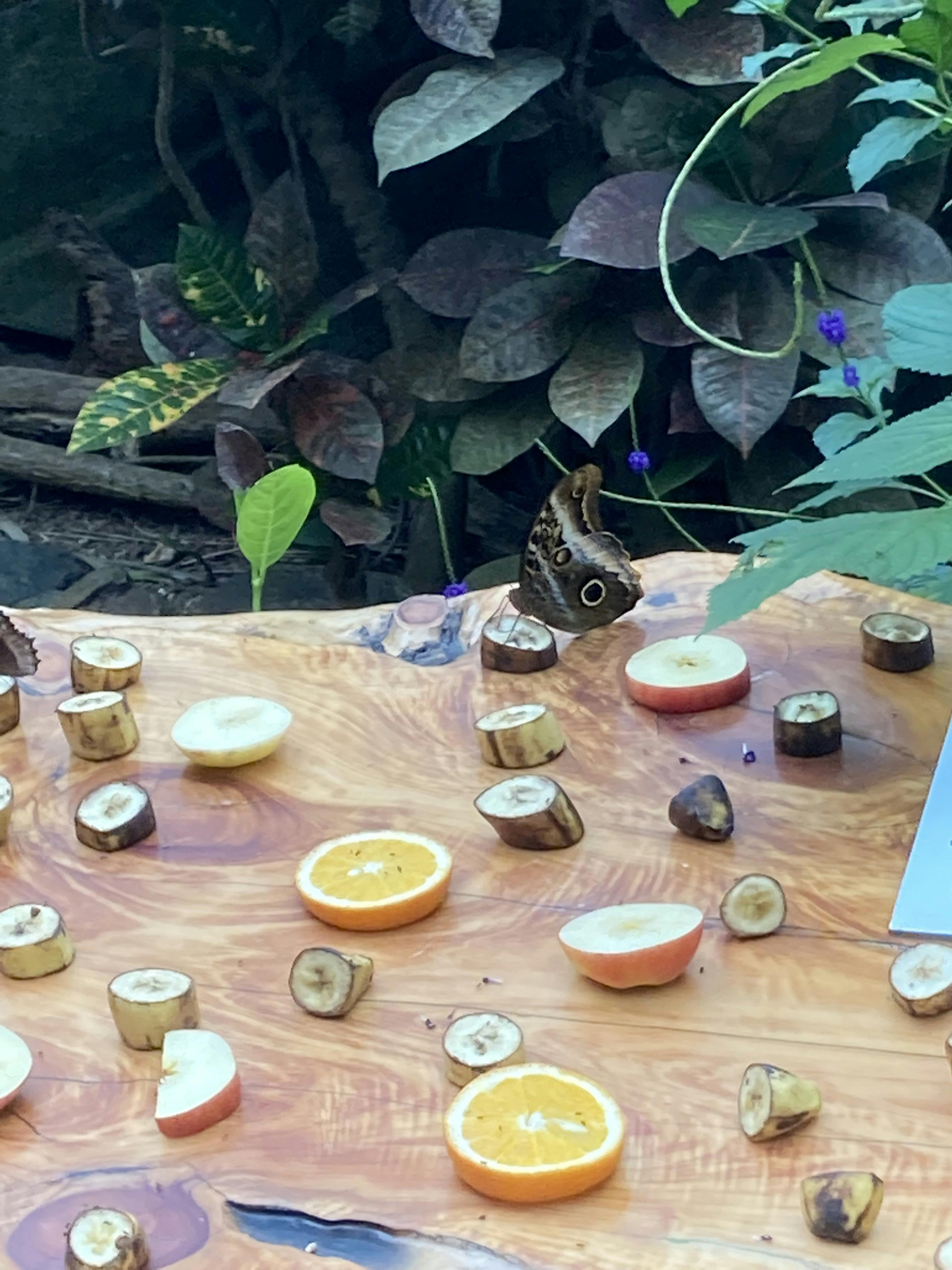 Victoria Butterfly Gardens tickets | Victoria