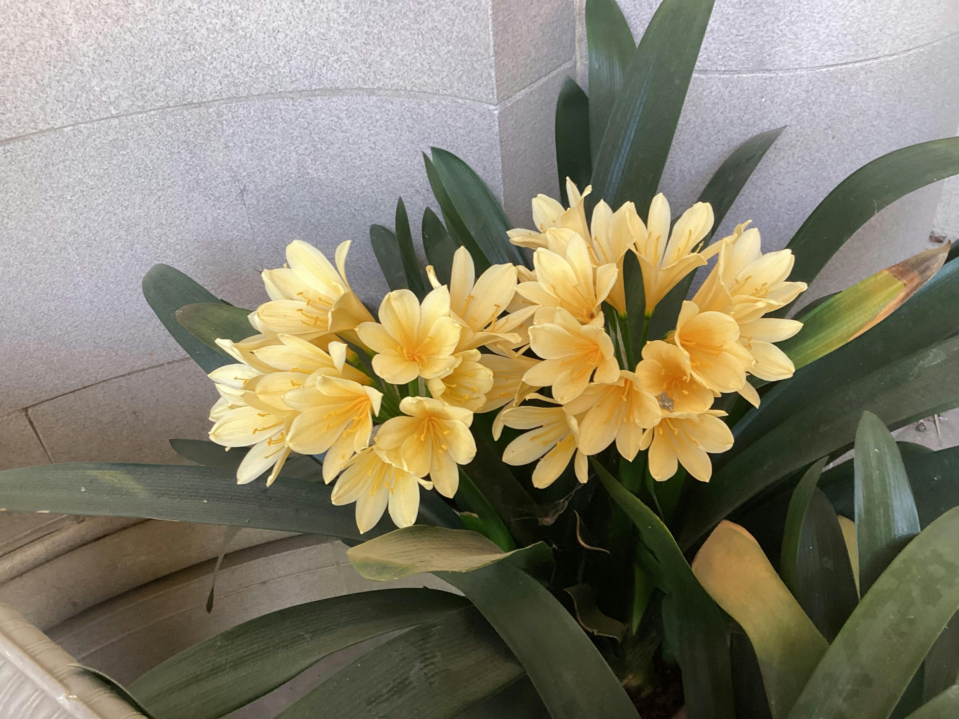 Filoli Historic House & Garden Tickets