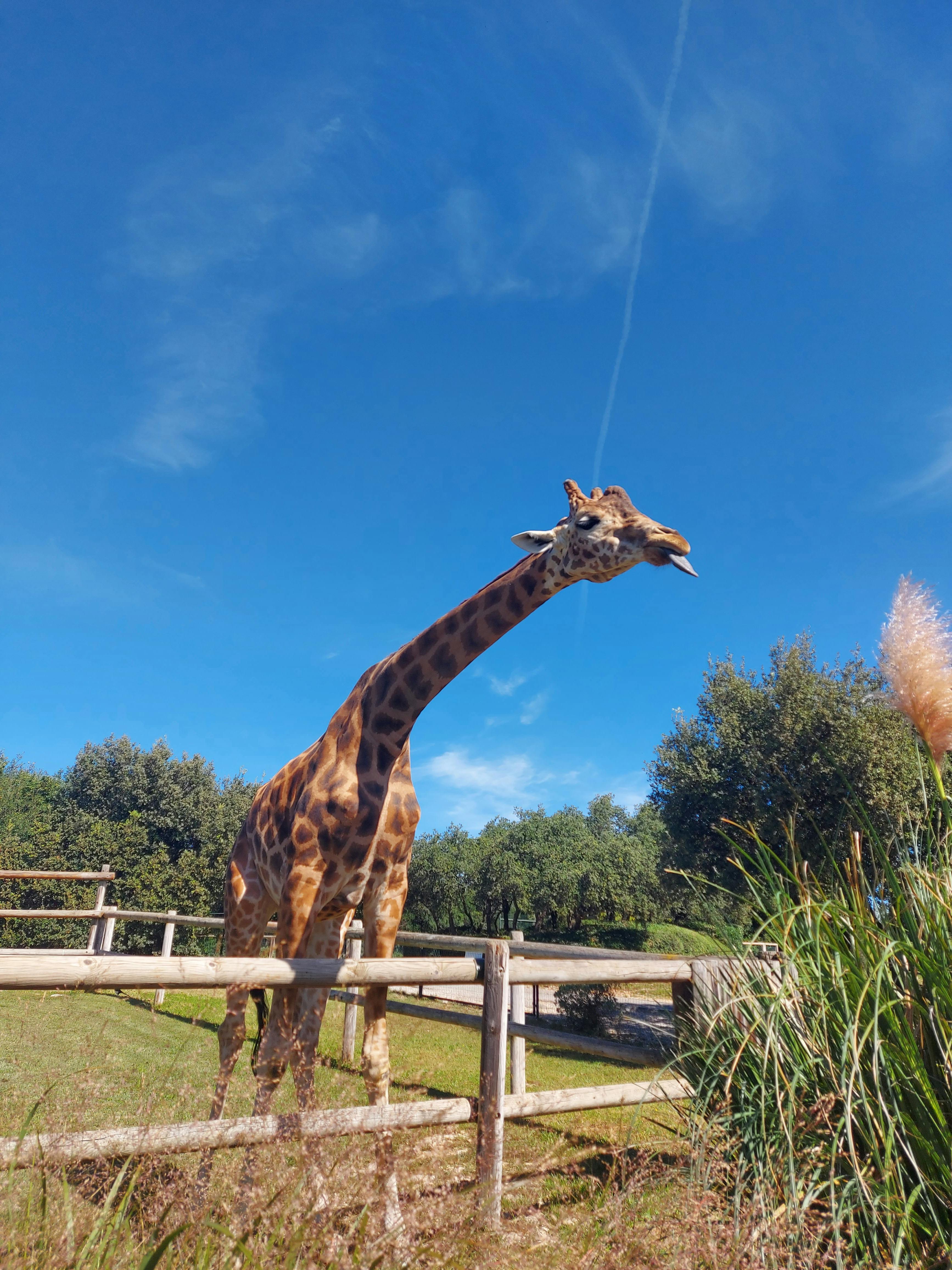 Parc animalier de la Barben : billets | La Barben