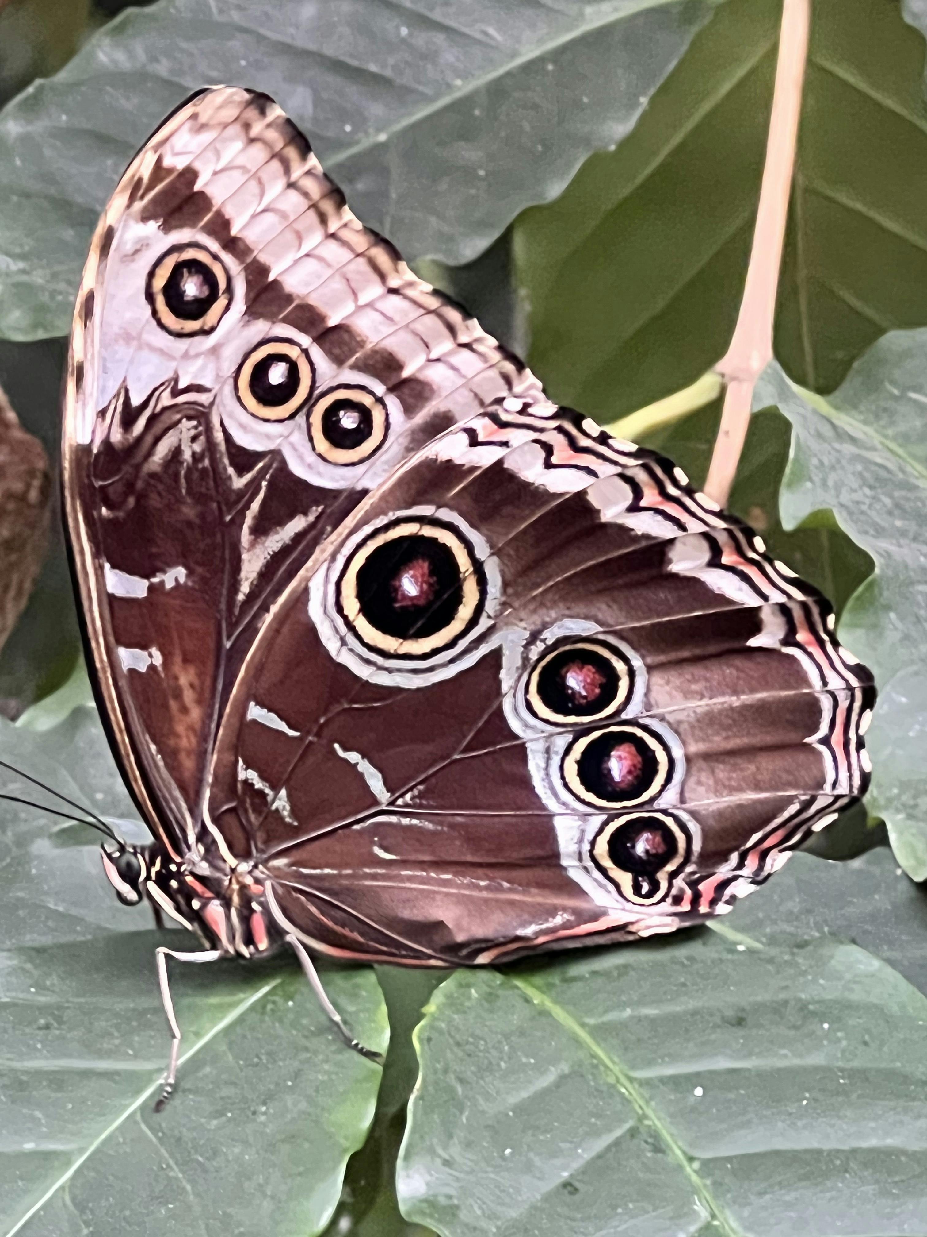 Victoria Butterfly Gardens Tickets - Victoria | Tiqets.com