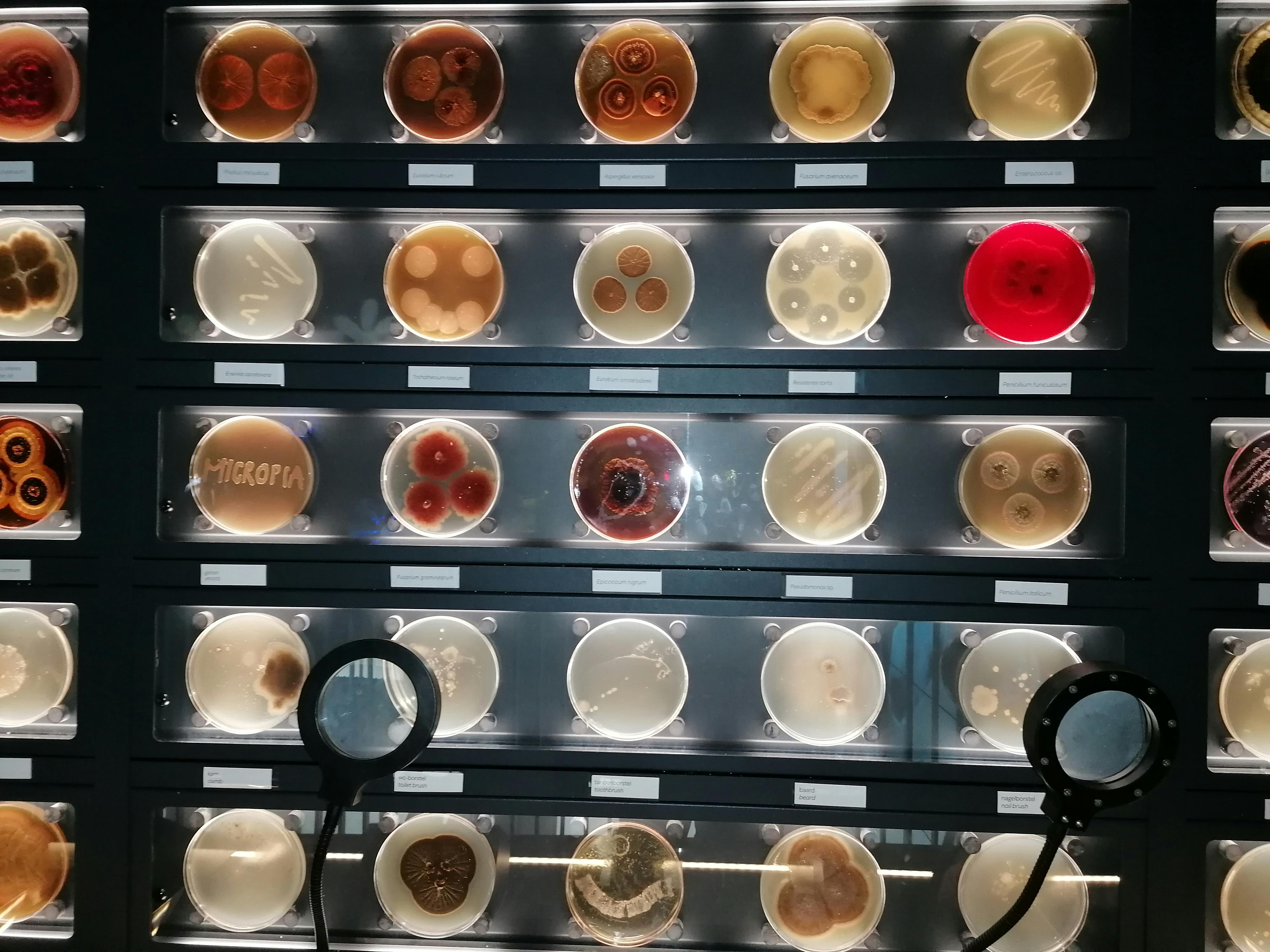 Tickets for Micropia: the world's first microbe museum