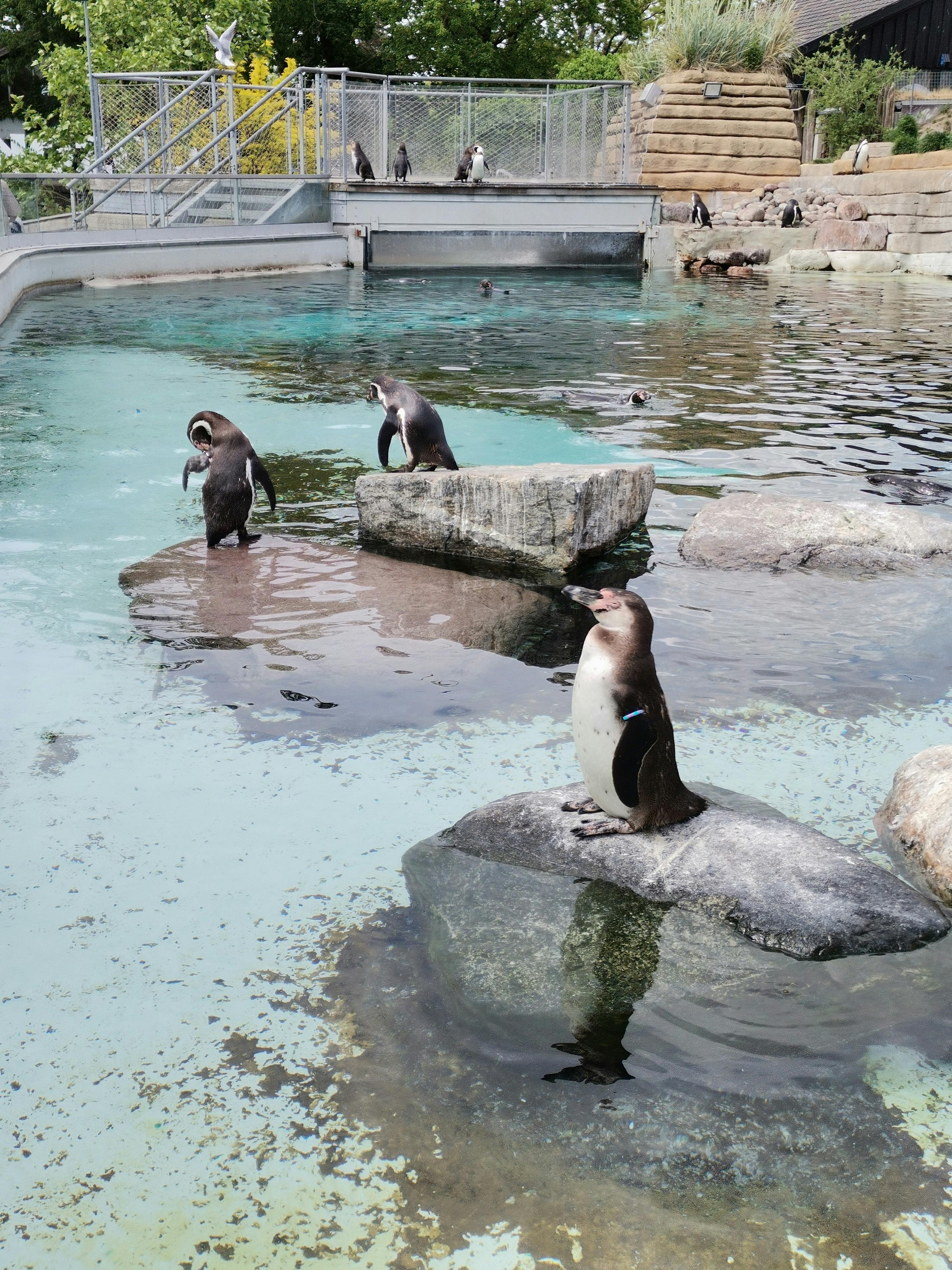 Copenhagen ZOO, Frederiksberg | Book Tickets, Tours & More
