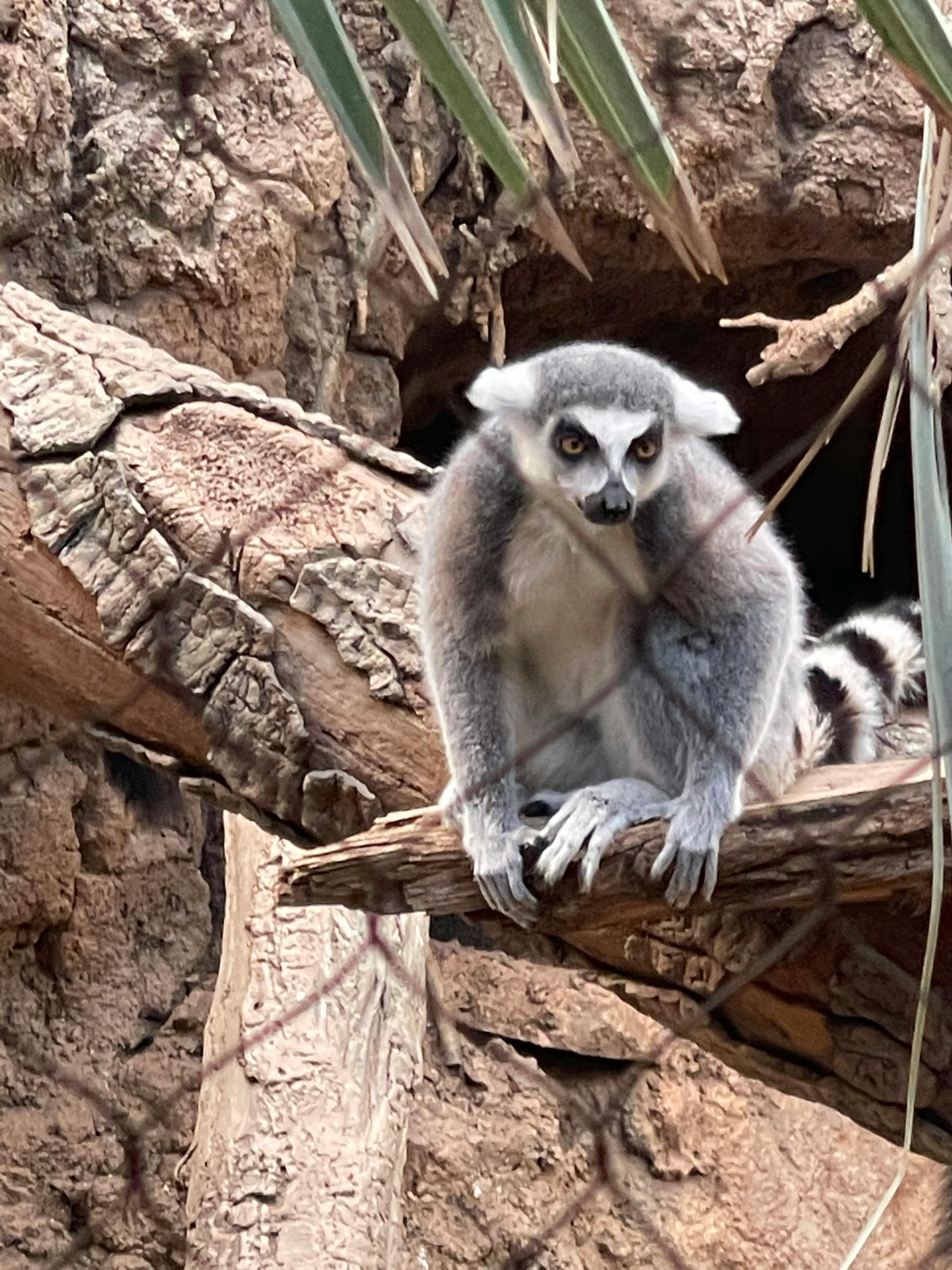 Tickets For Bronx Zoo, New York City | Tiqets