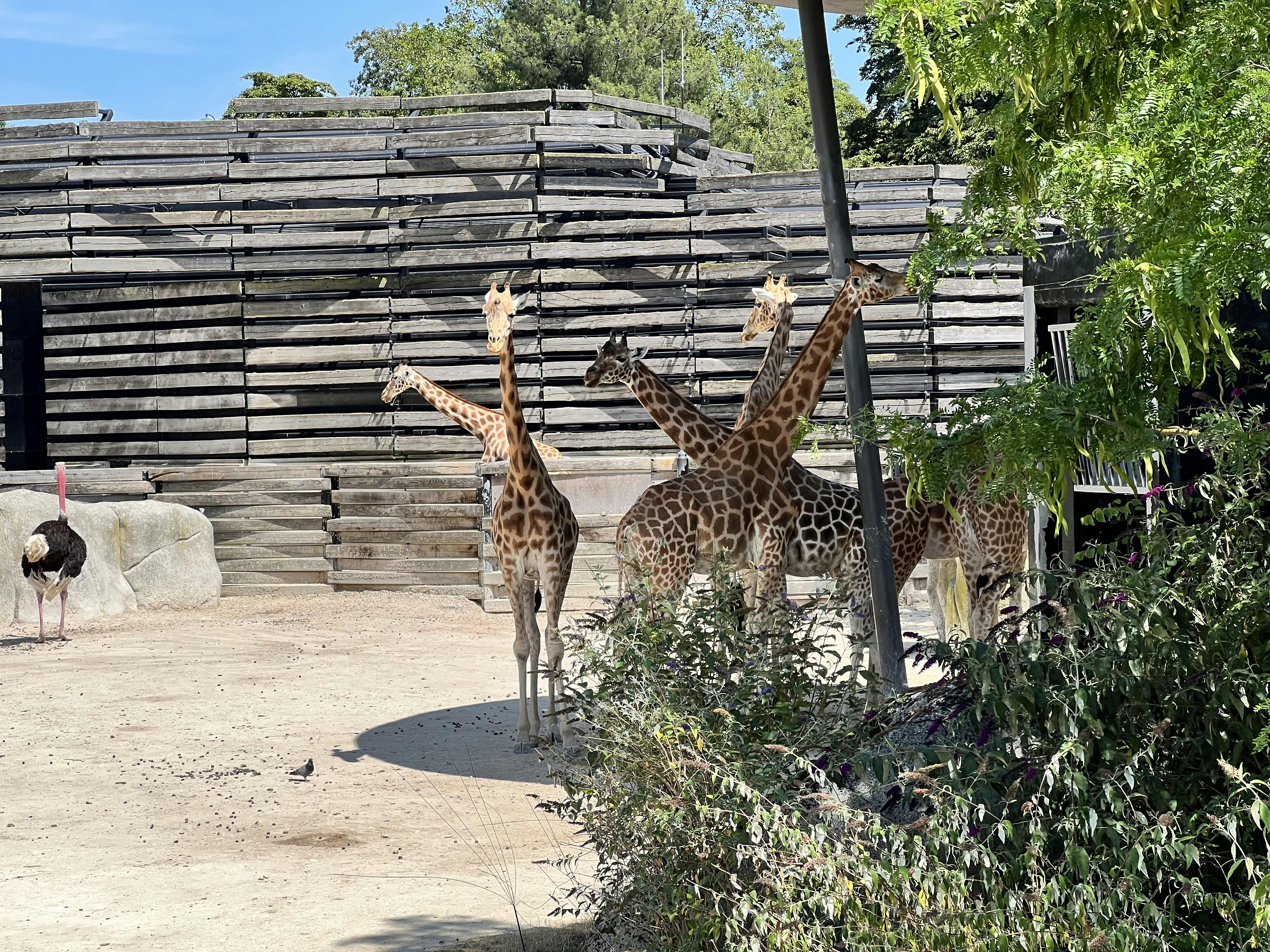 Paris Zoological Park (Parc Zoologique de Paris) Tickets - Paris ...