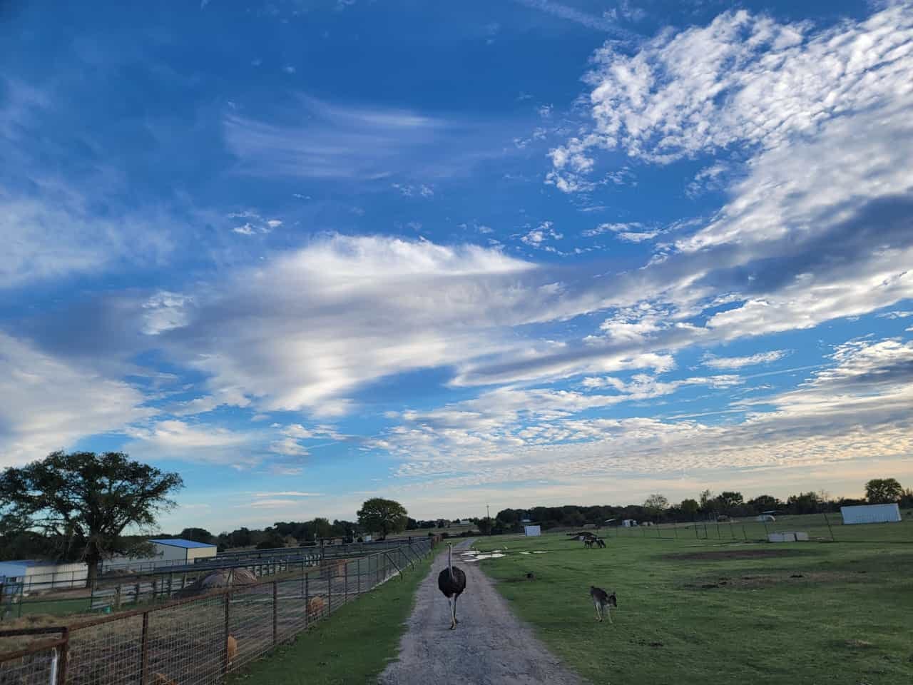 Franklin Drive Thru Safari tickets | Franklin