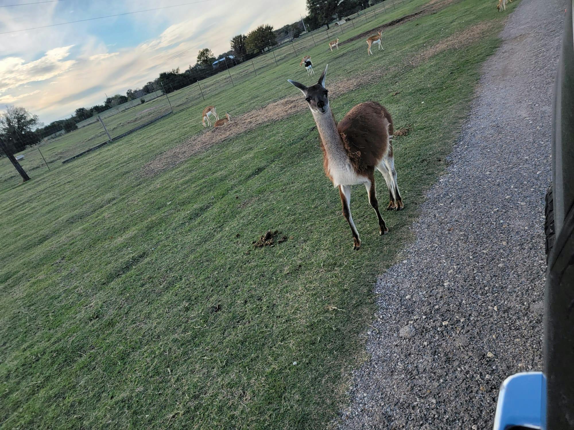 Franklin Drive Thru Safari | Book Tickets, Tours & More