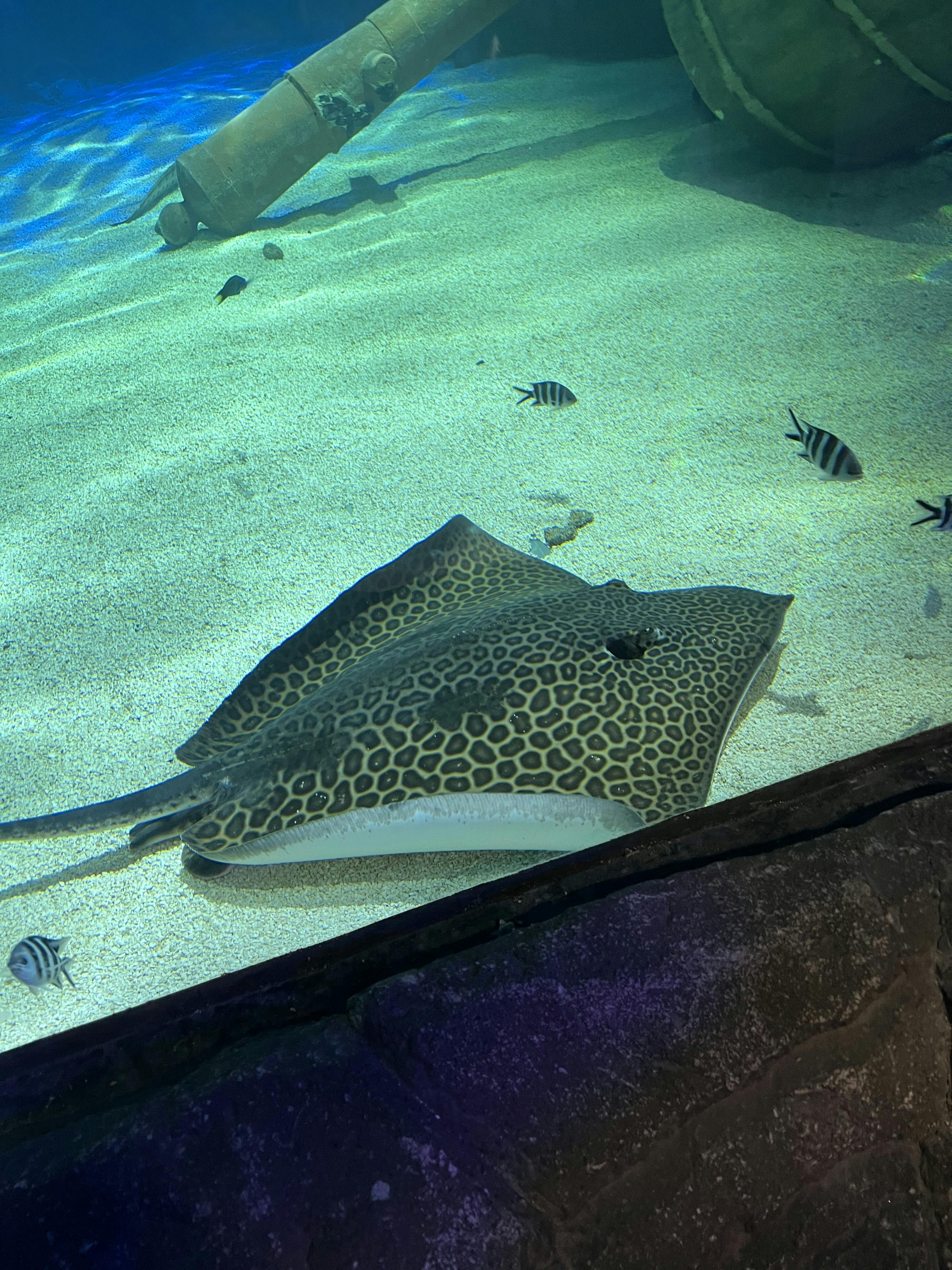 Exploris Aquarium tickets | Portaferry