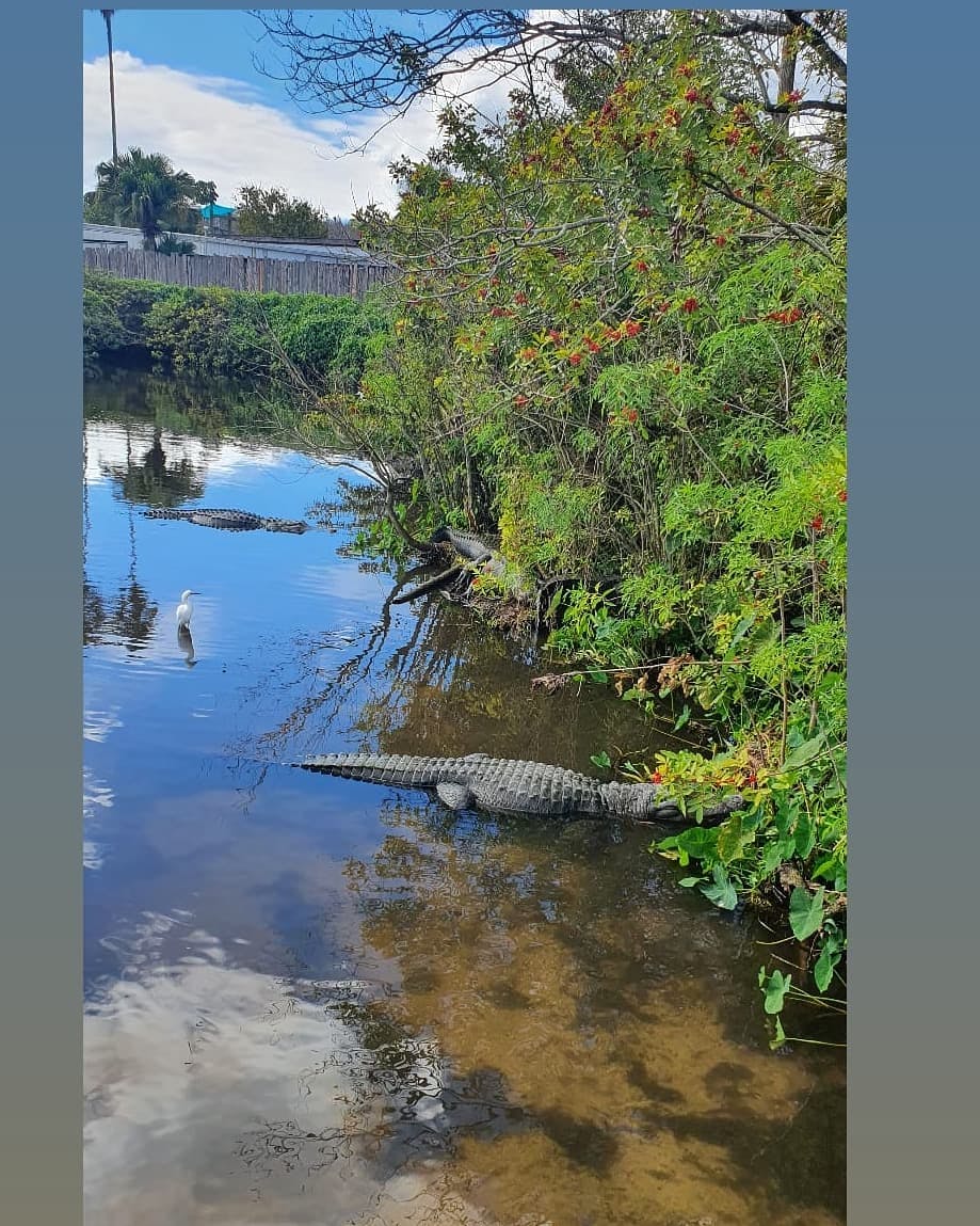 Gatorland General Admission: Fast Track Ticket | Tiqets