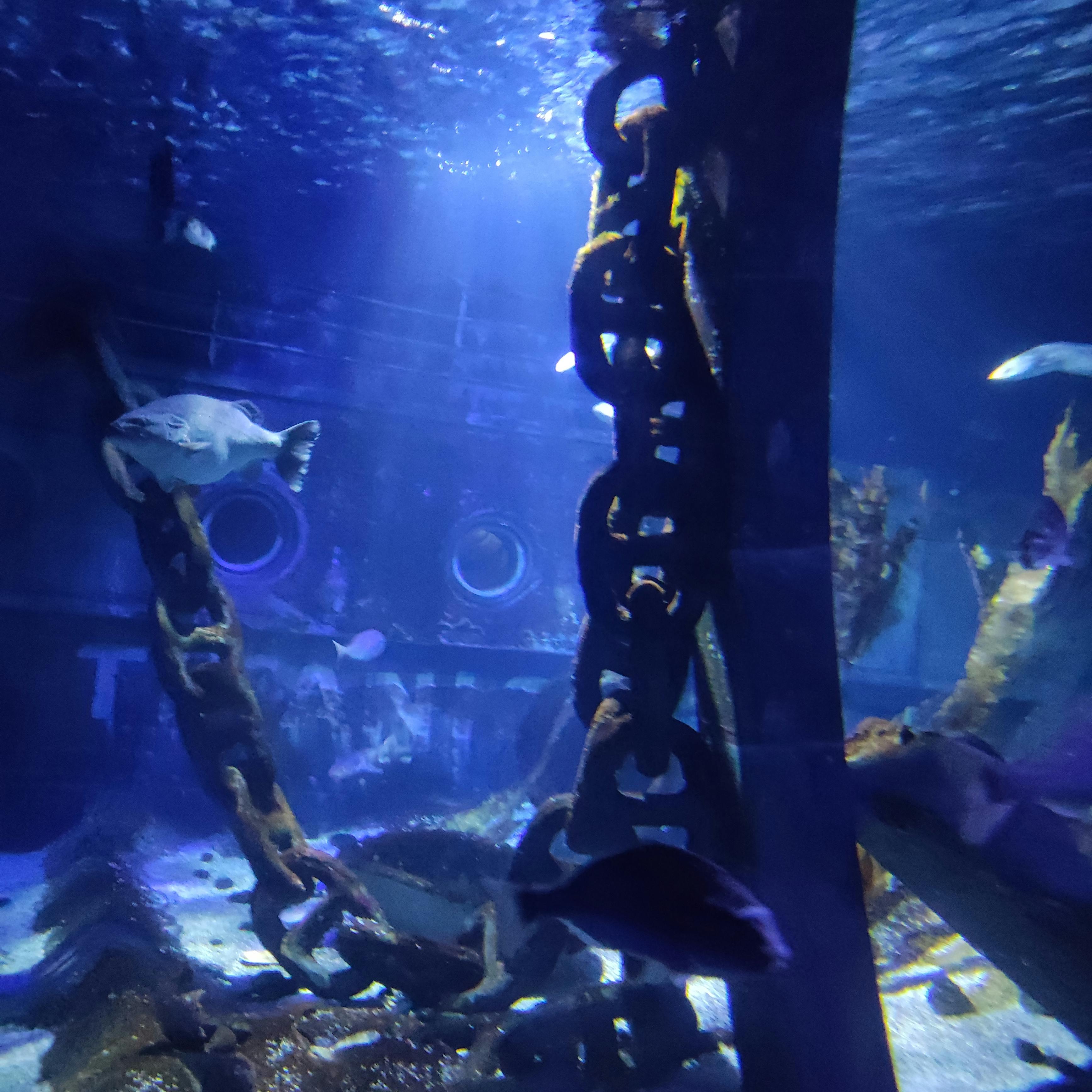 SEA LIFE Paris Aquarium | Tiqets