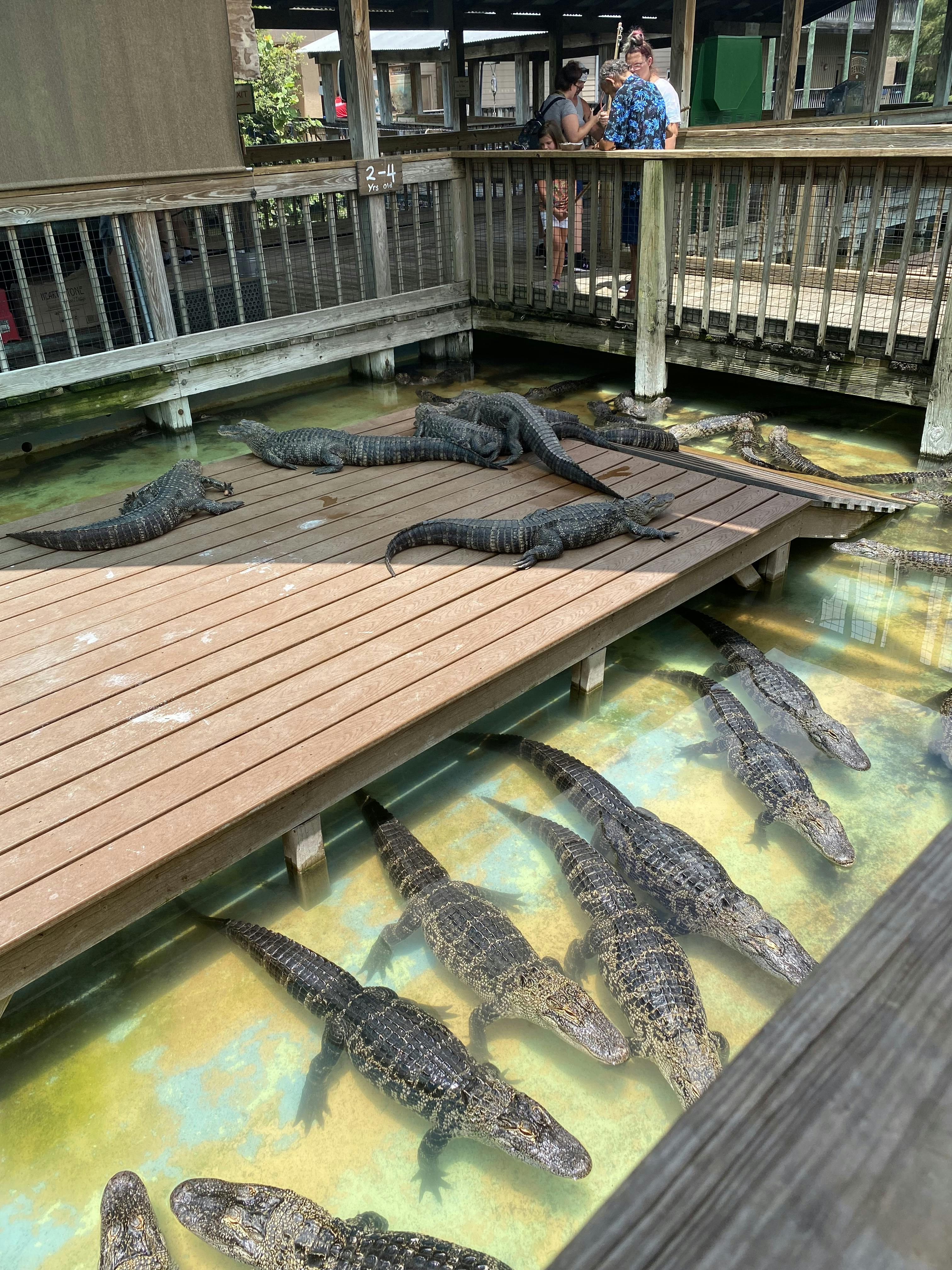 Gatorland Orlando: Screamin' Gator Zip Line | Tiqets
