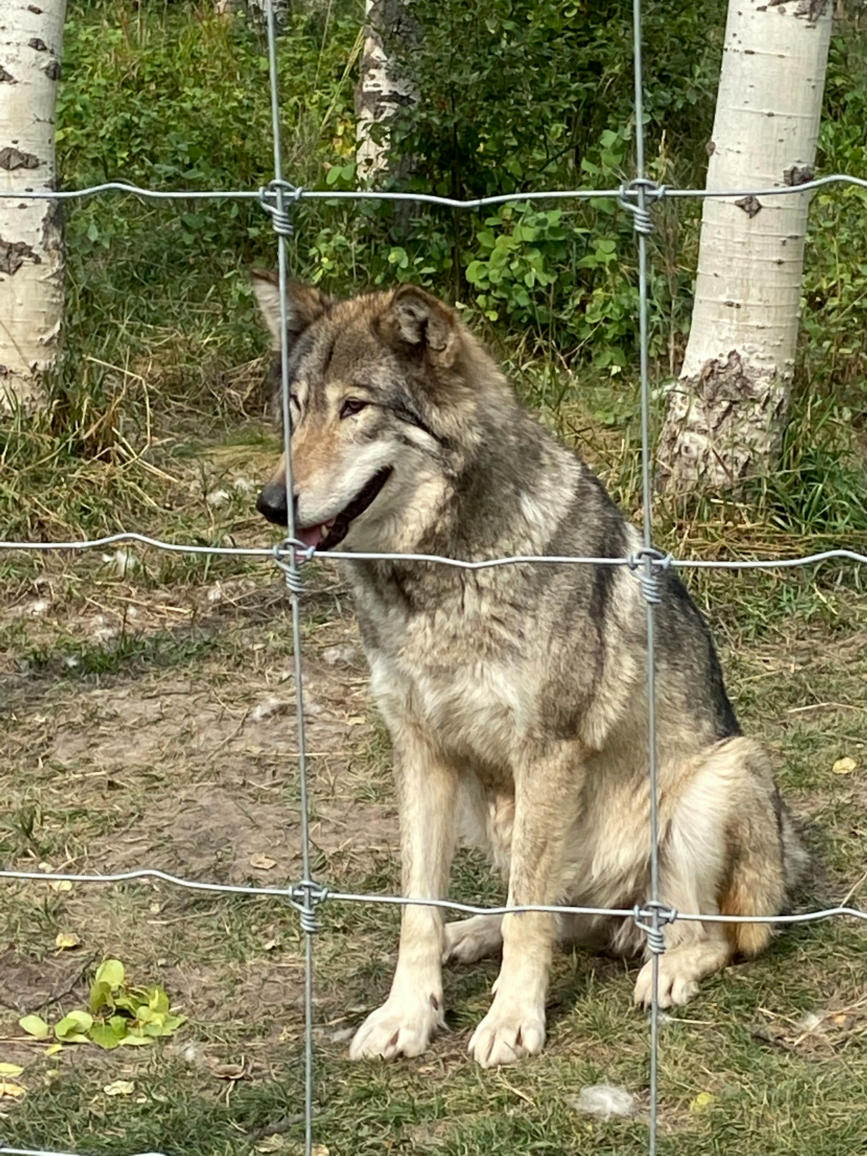 Yamnuska Wolfdog Sanctuary tickets | Cochrane
