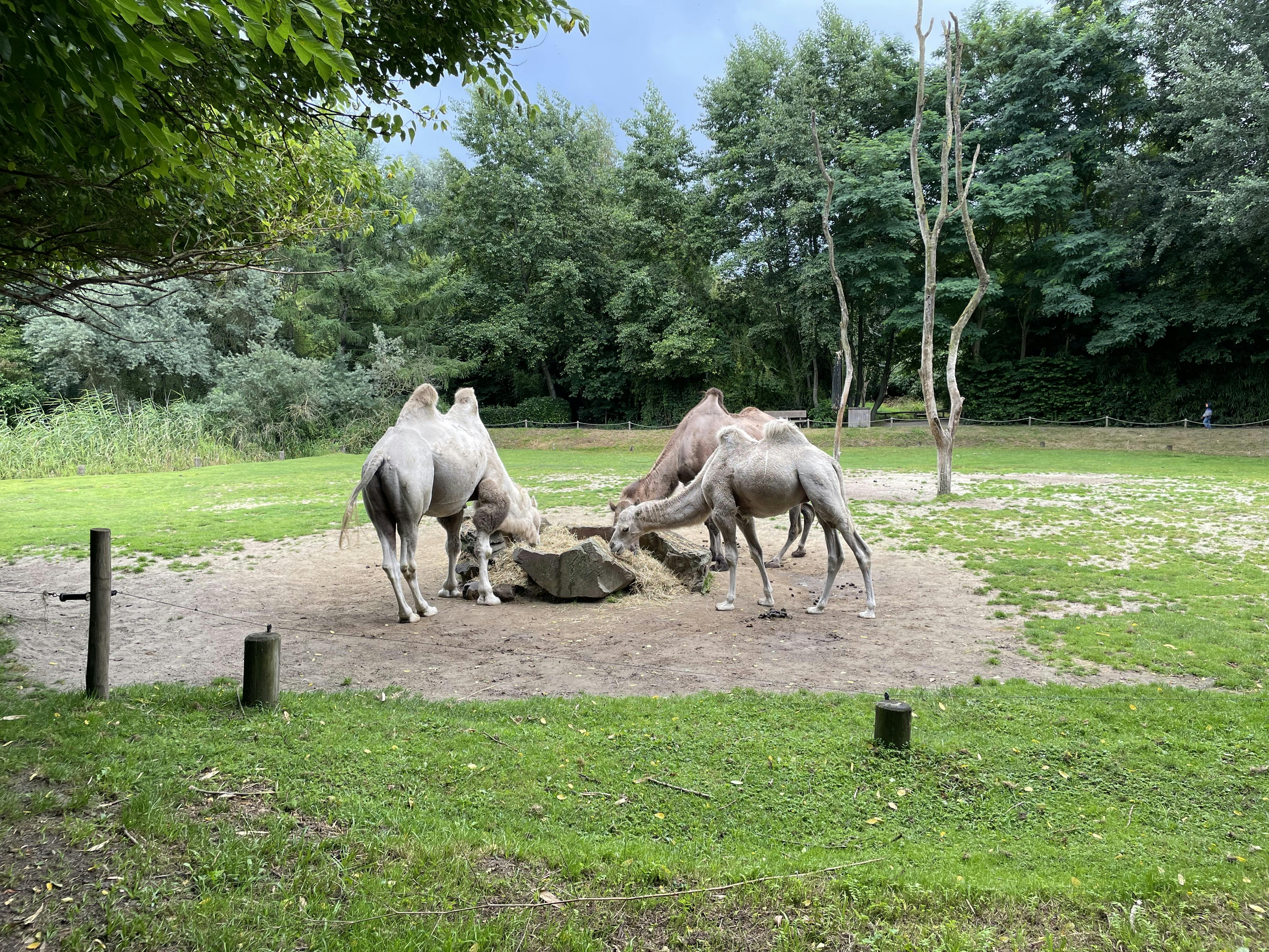 Tickets voor ZooParc Overloon | Tiqets