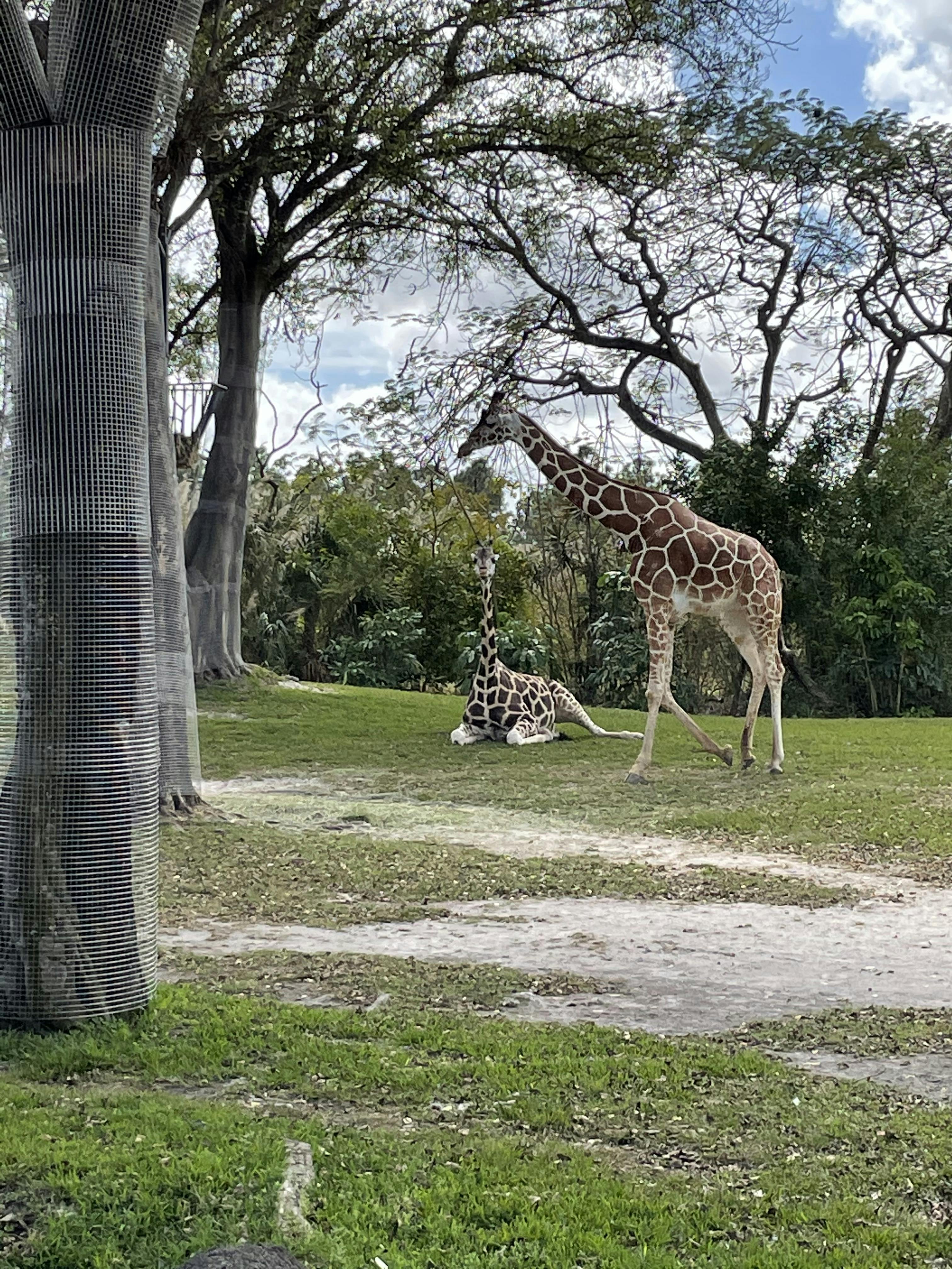 Tickets for Miami Zoo - Florida Wildlife Fun | Tiqets
