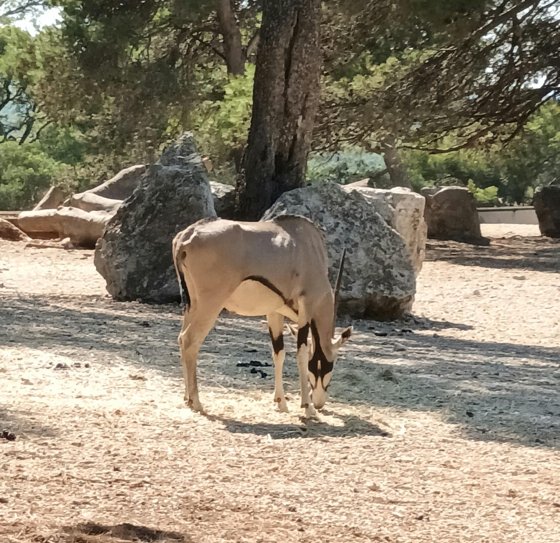 Parc animalier de la Barben : billets | La Barben