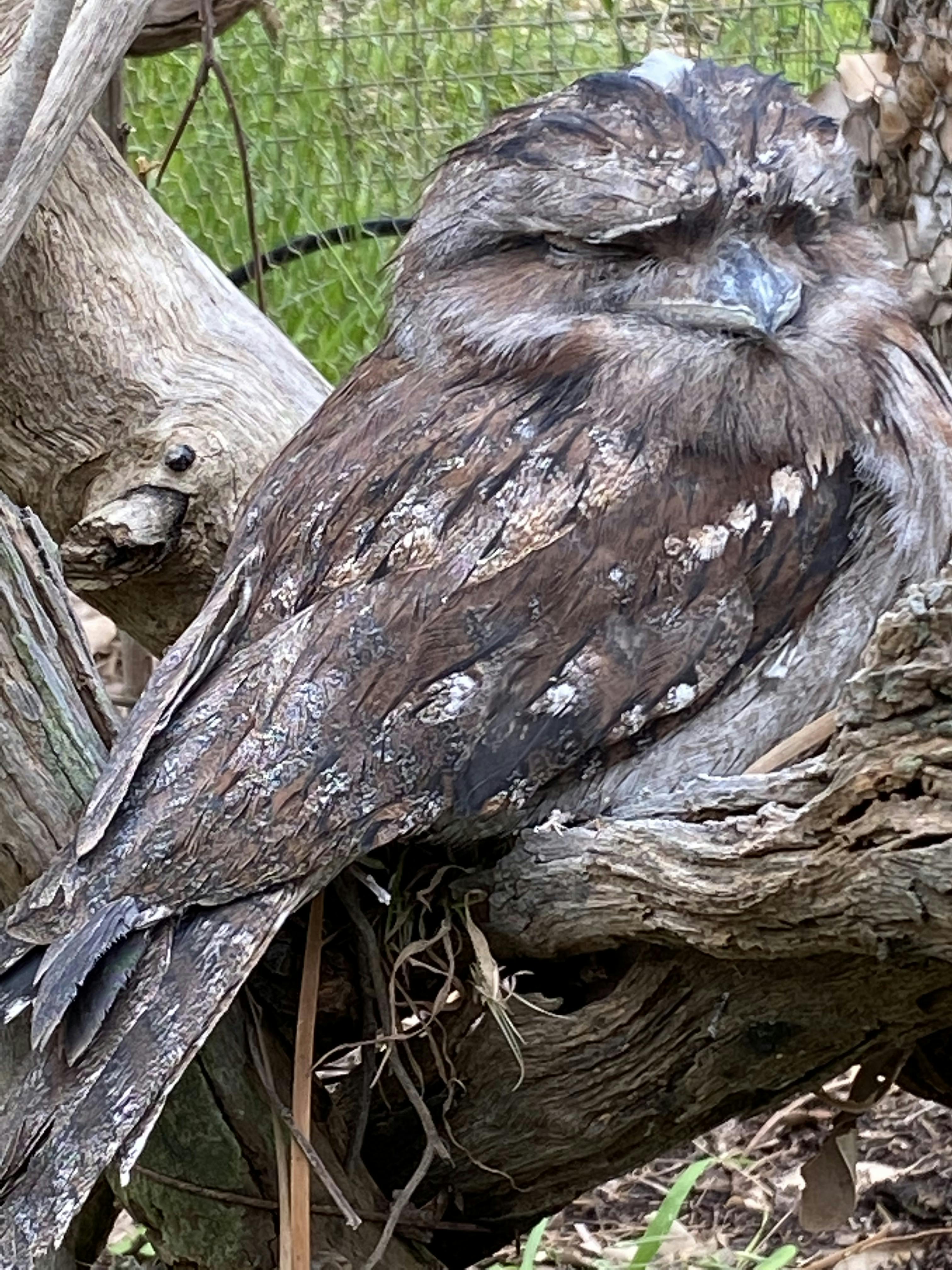 Eagles Heritage Raptor Wildlife Centre tickets | Margaret River