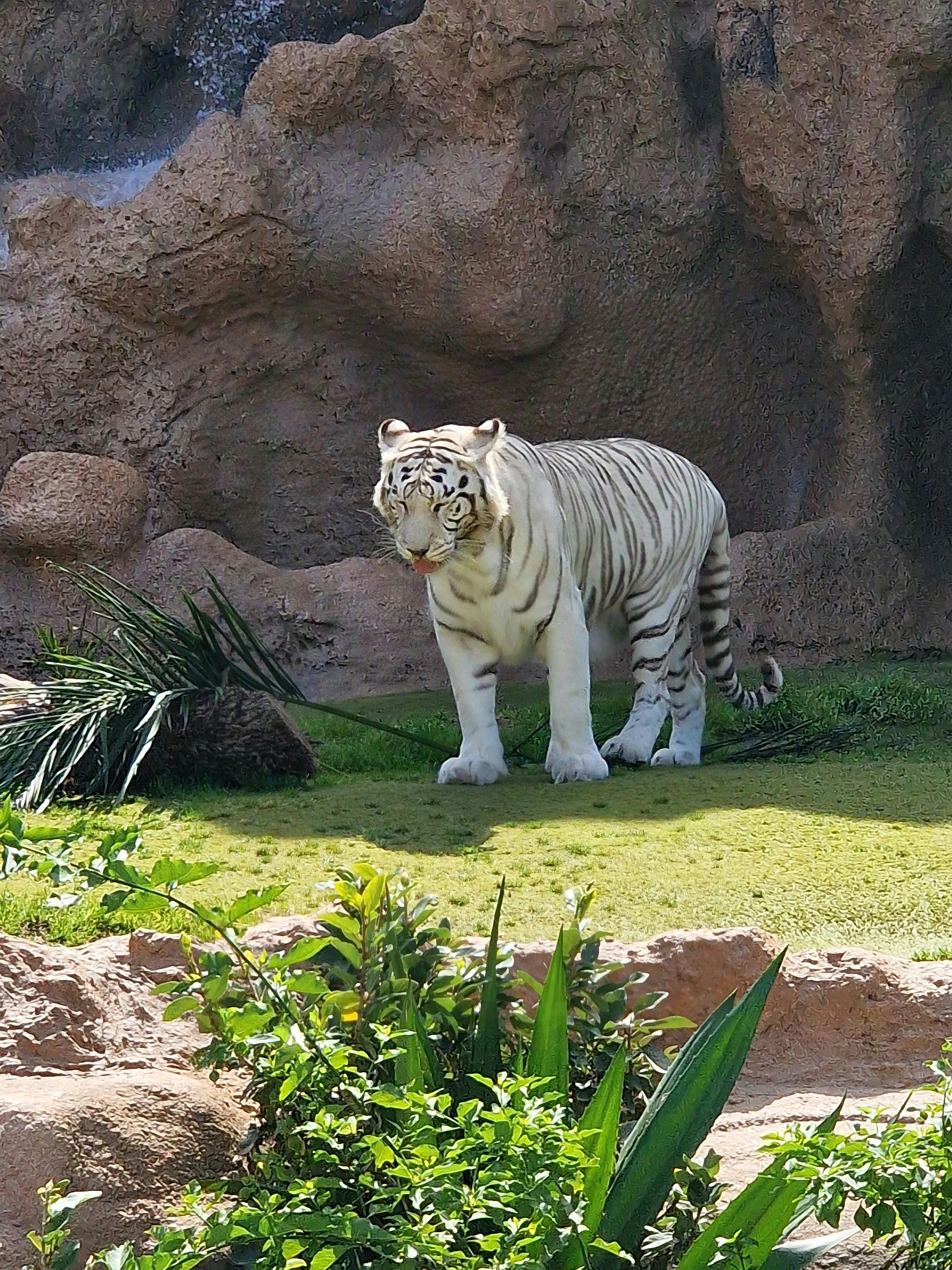 Loro Parque Premium Ticket Tickets | Tiqets