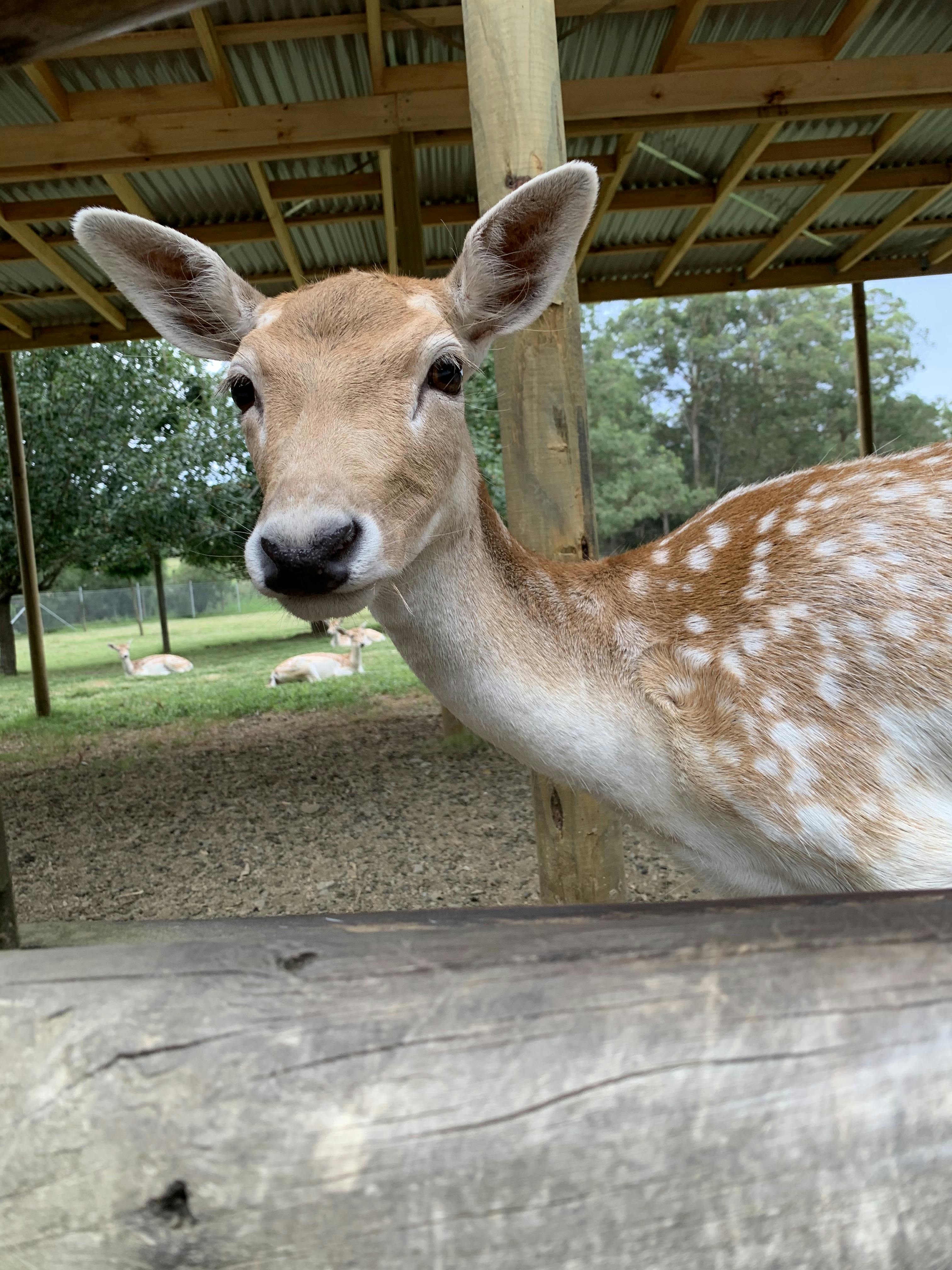 Mogo Wildlife Park Tickets - Sydney | Tiqets.com